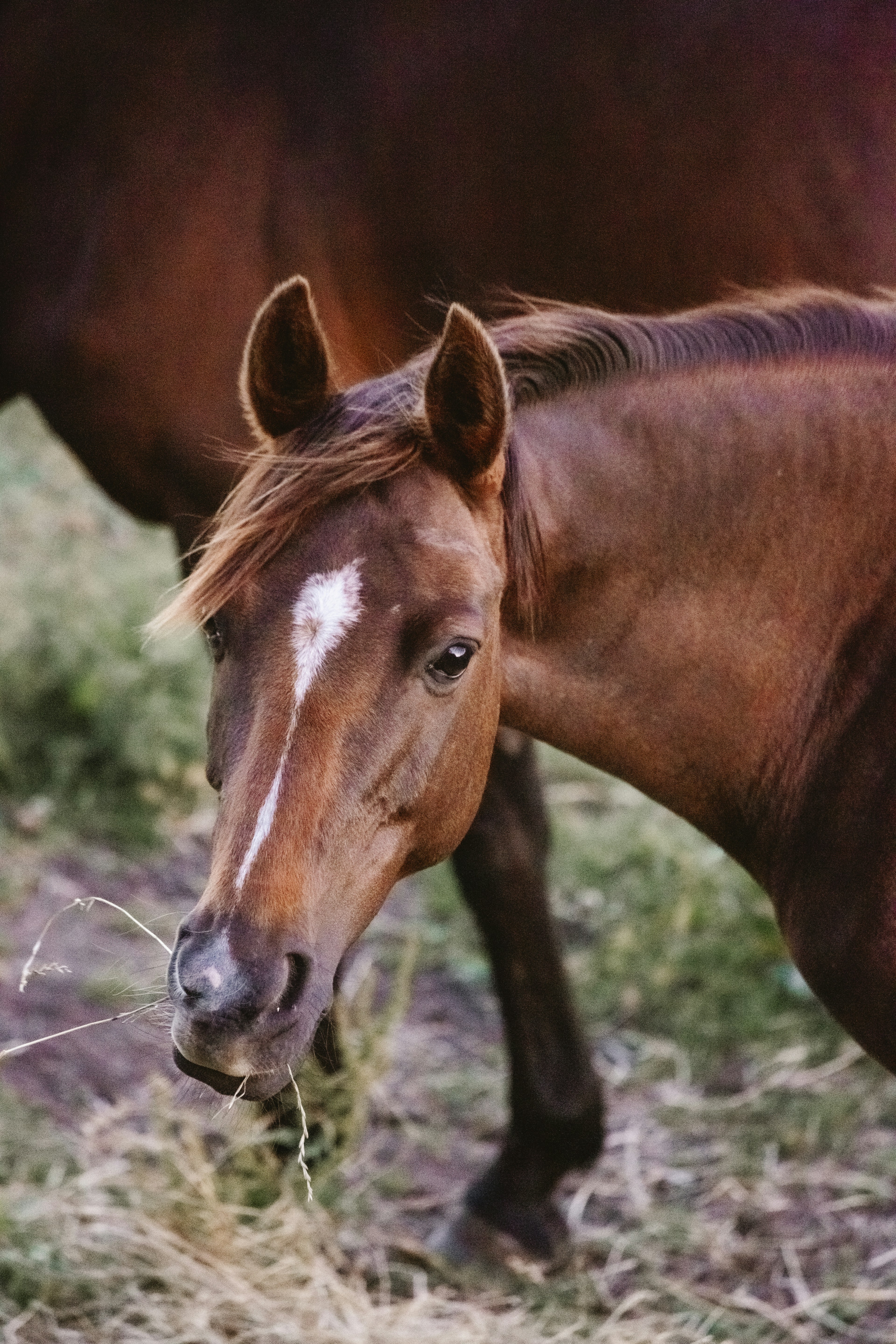 White blaze meets chestnut gaze: a curious horse nibbles through the field