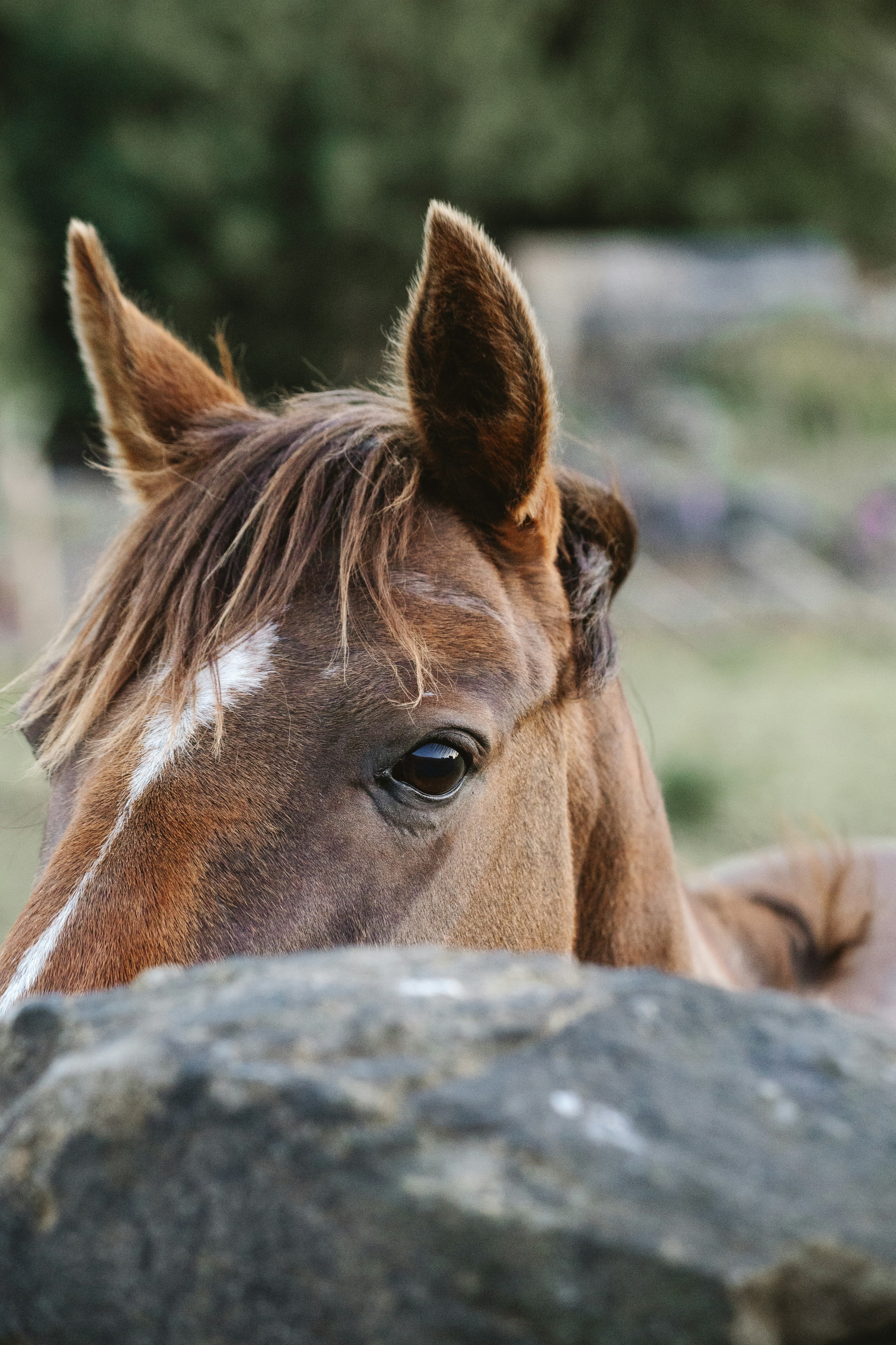 Partial Portrait of a Curious Horse Peeking Over a Fence