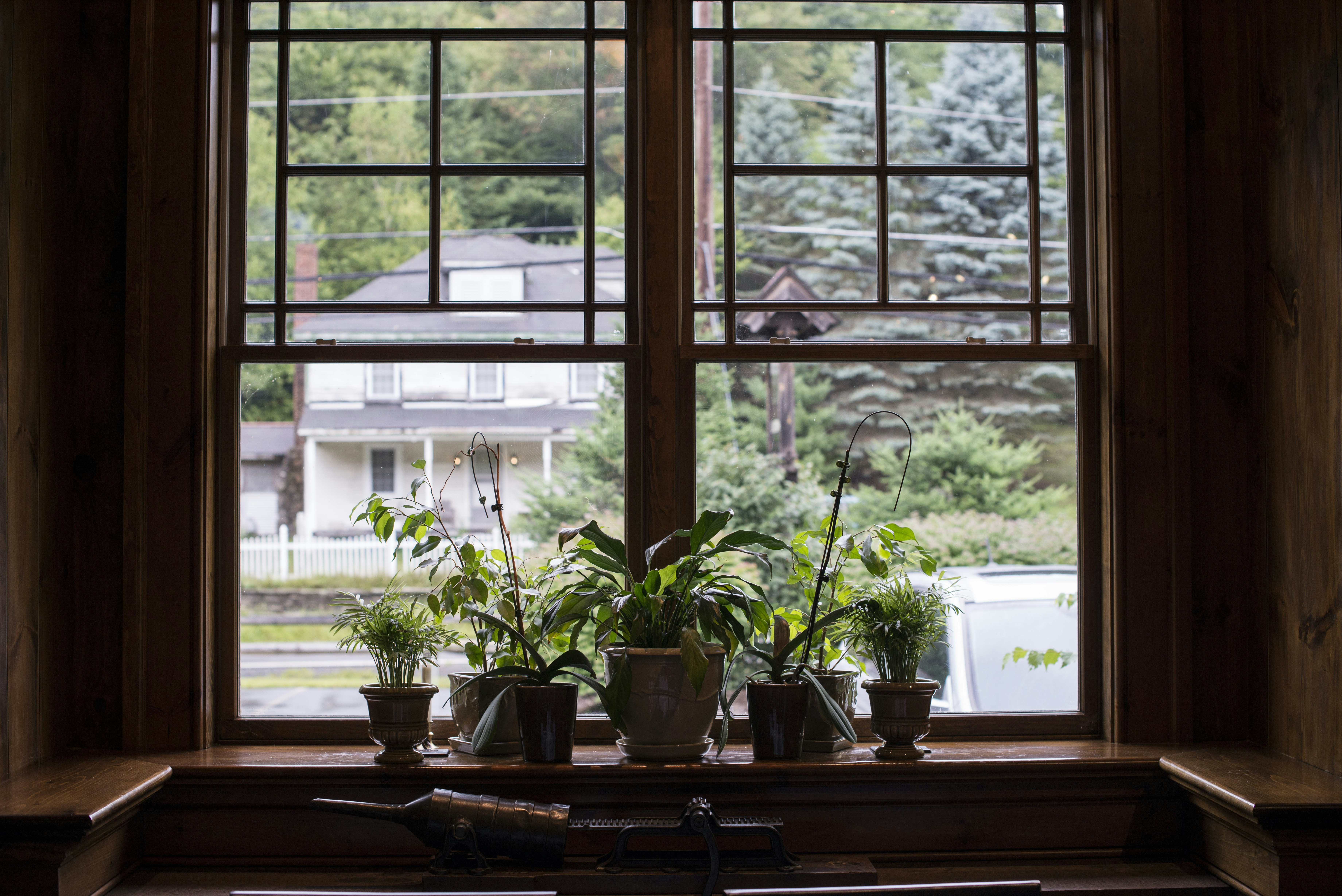 Windowsill of Greenery: A Quiet Morning View Through the House Window