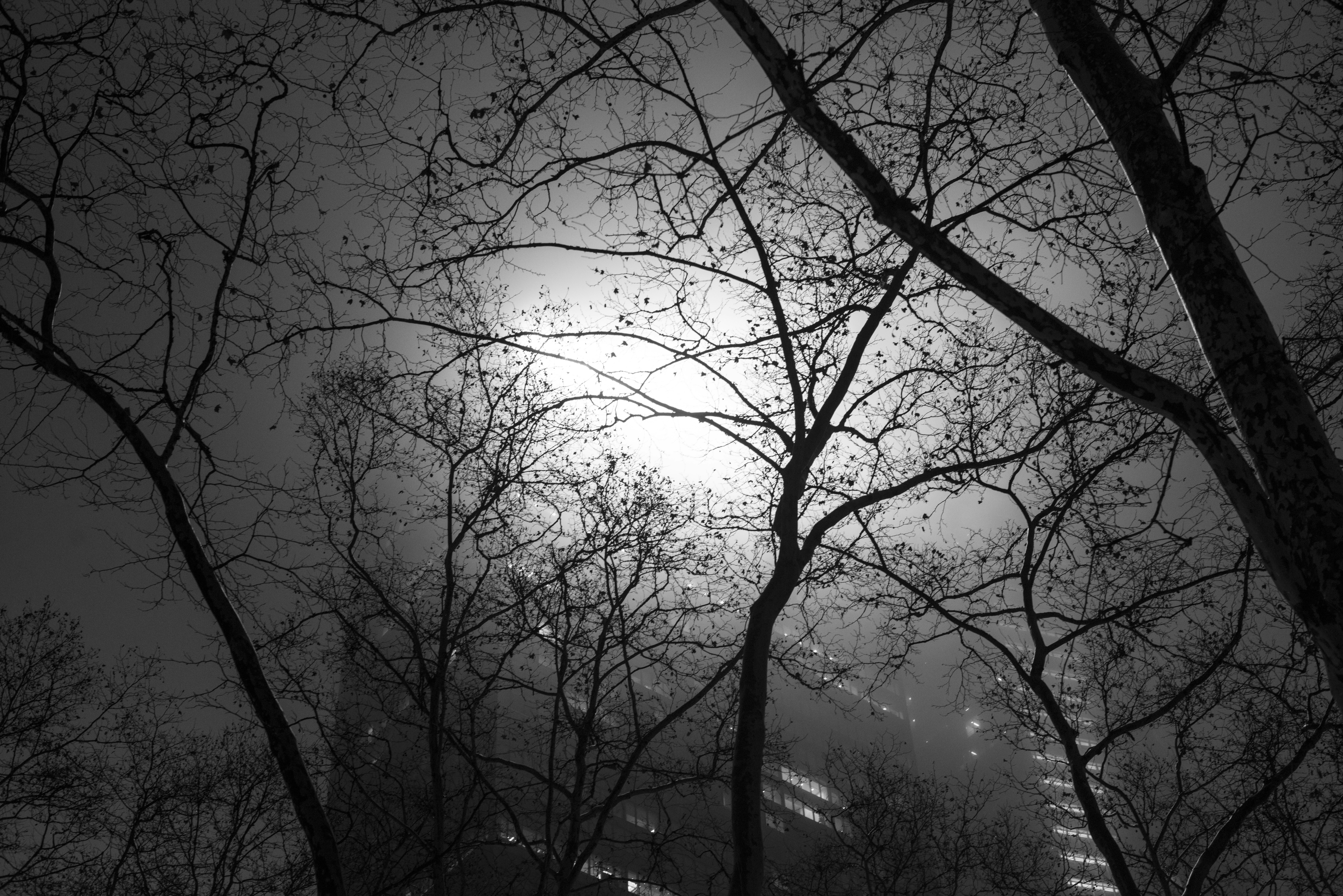 Moonlit Canopy: An Urban Night Through Bare Branches