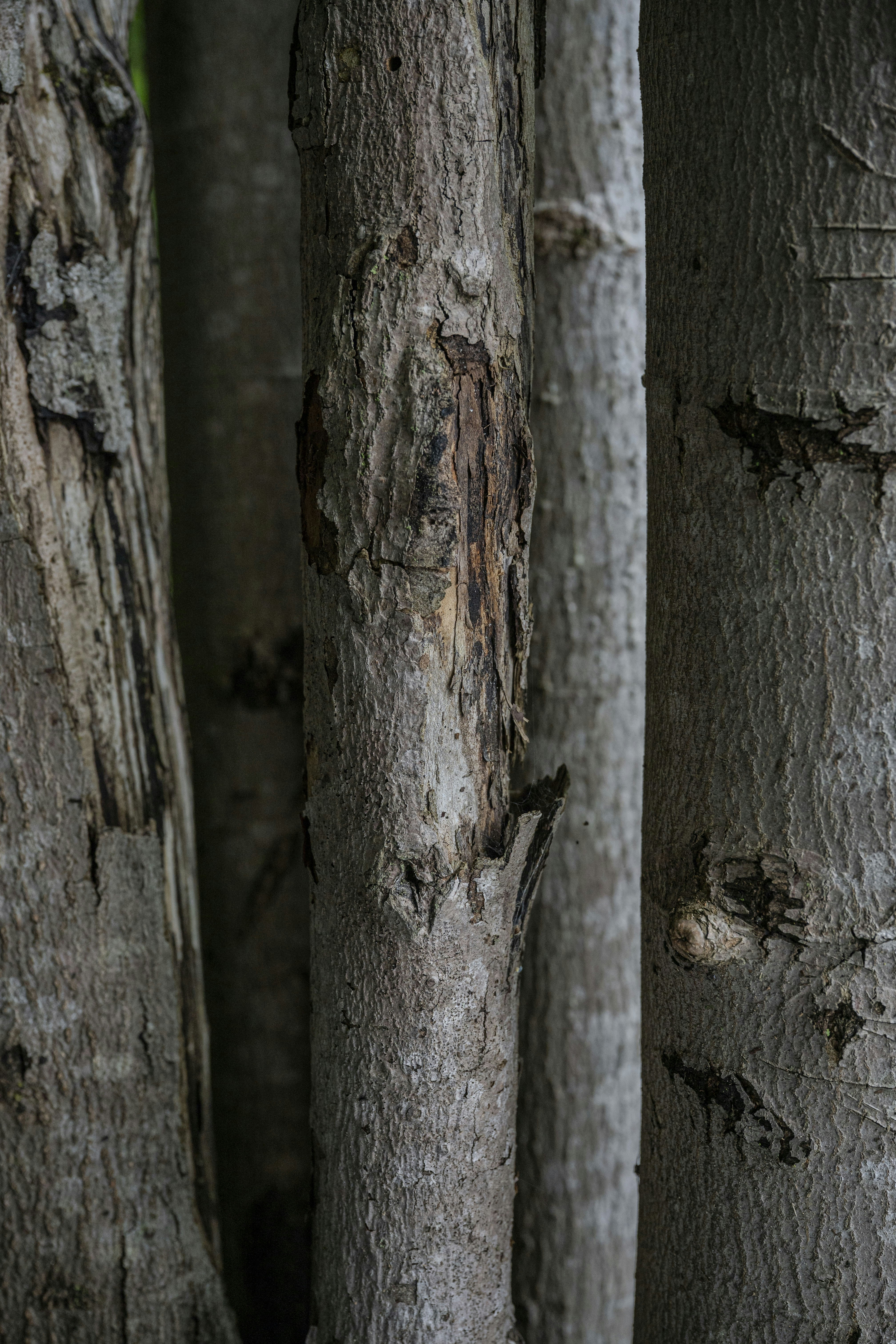 Dense trunks fill the frame, revealing textured bark and overlapping crevices in subdued light. A forest close-up emphasizes vertical lines and natural patterns.
