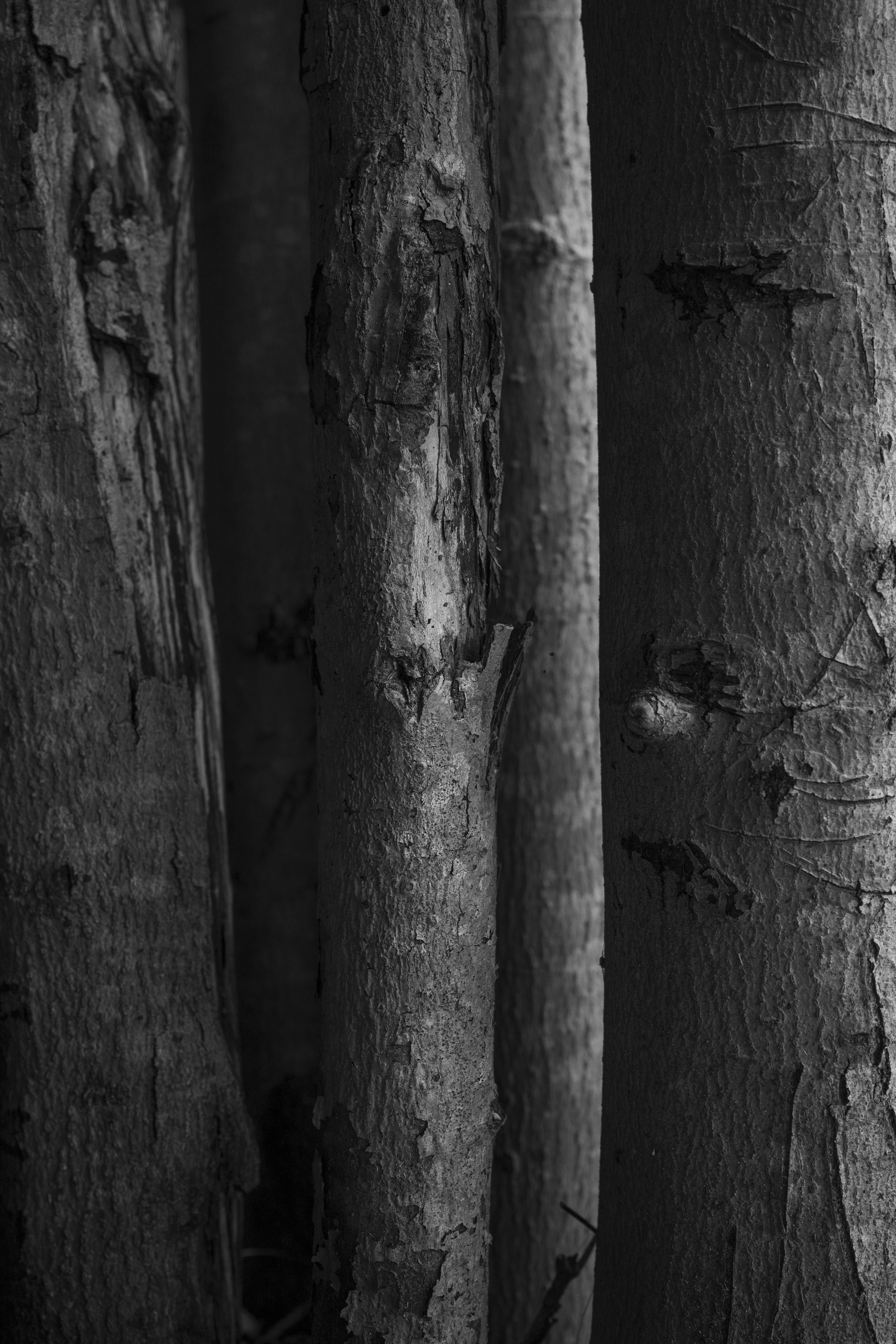 Trunk Corridor: A Monochrome Study of Bark and Light