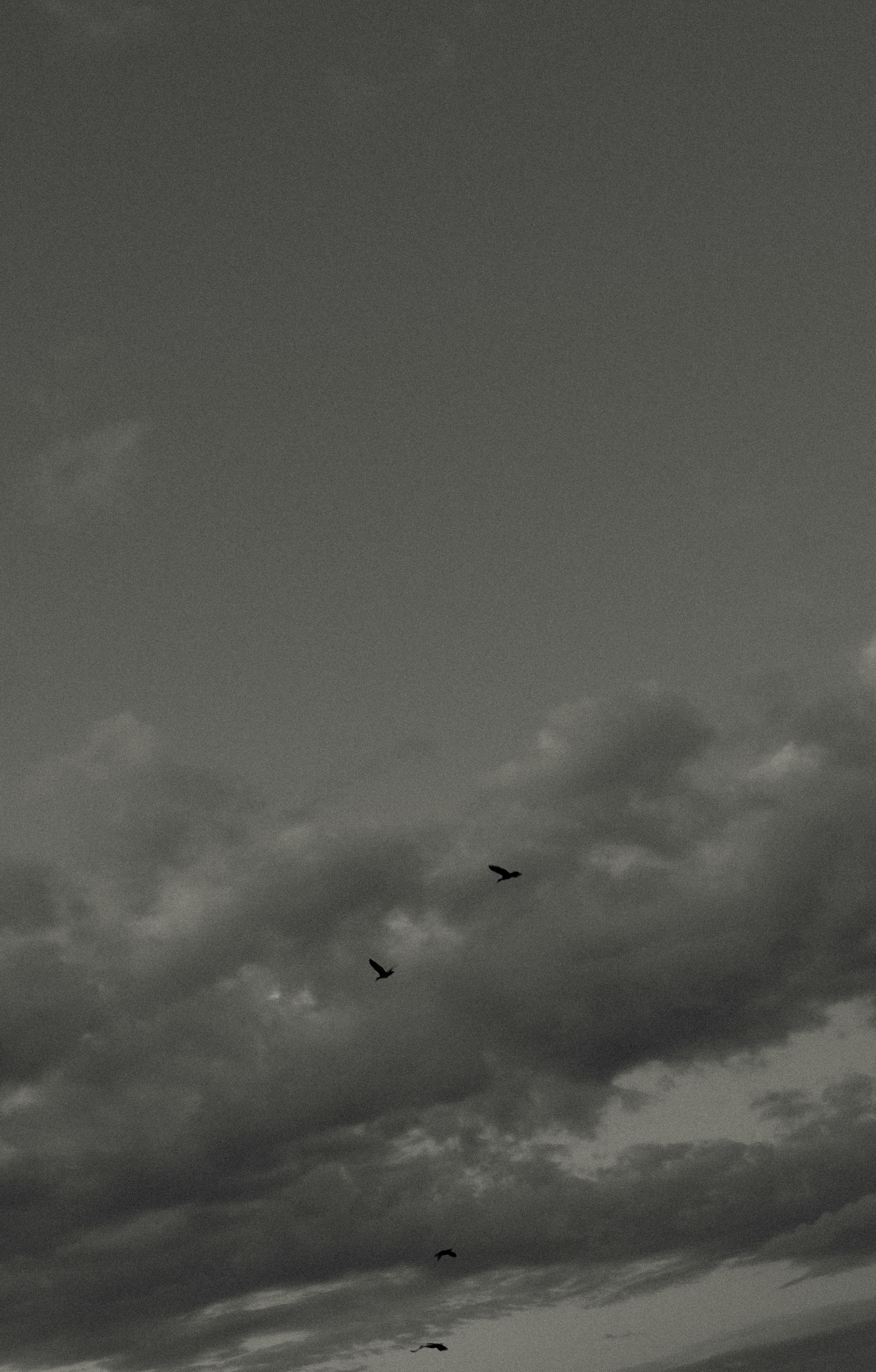 Falling Birds Across a Quiet Dusk Sky