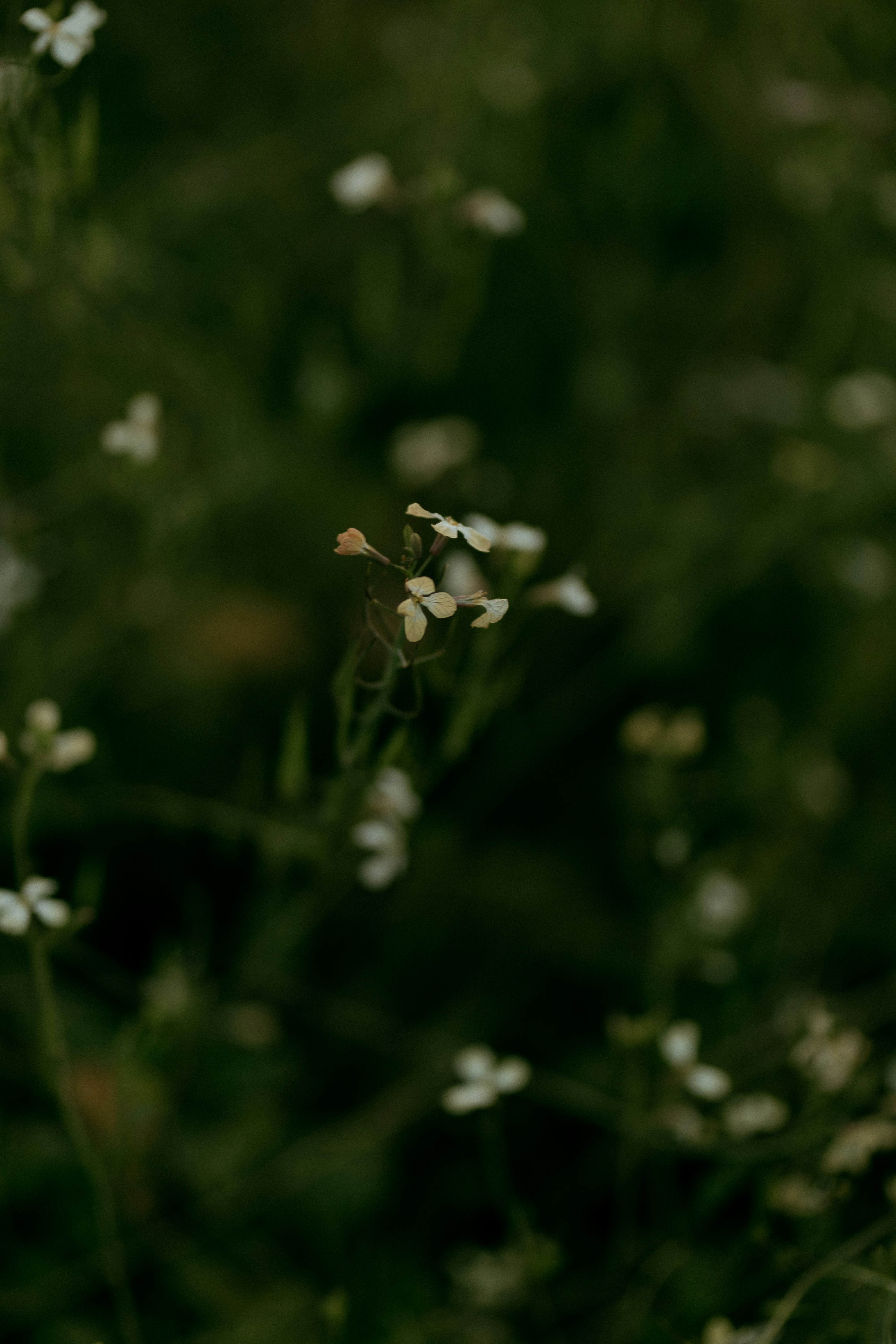 Whispering Whites Amid Deep Green