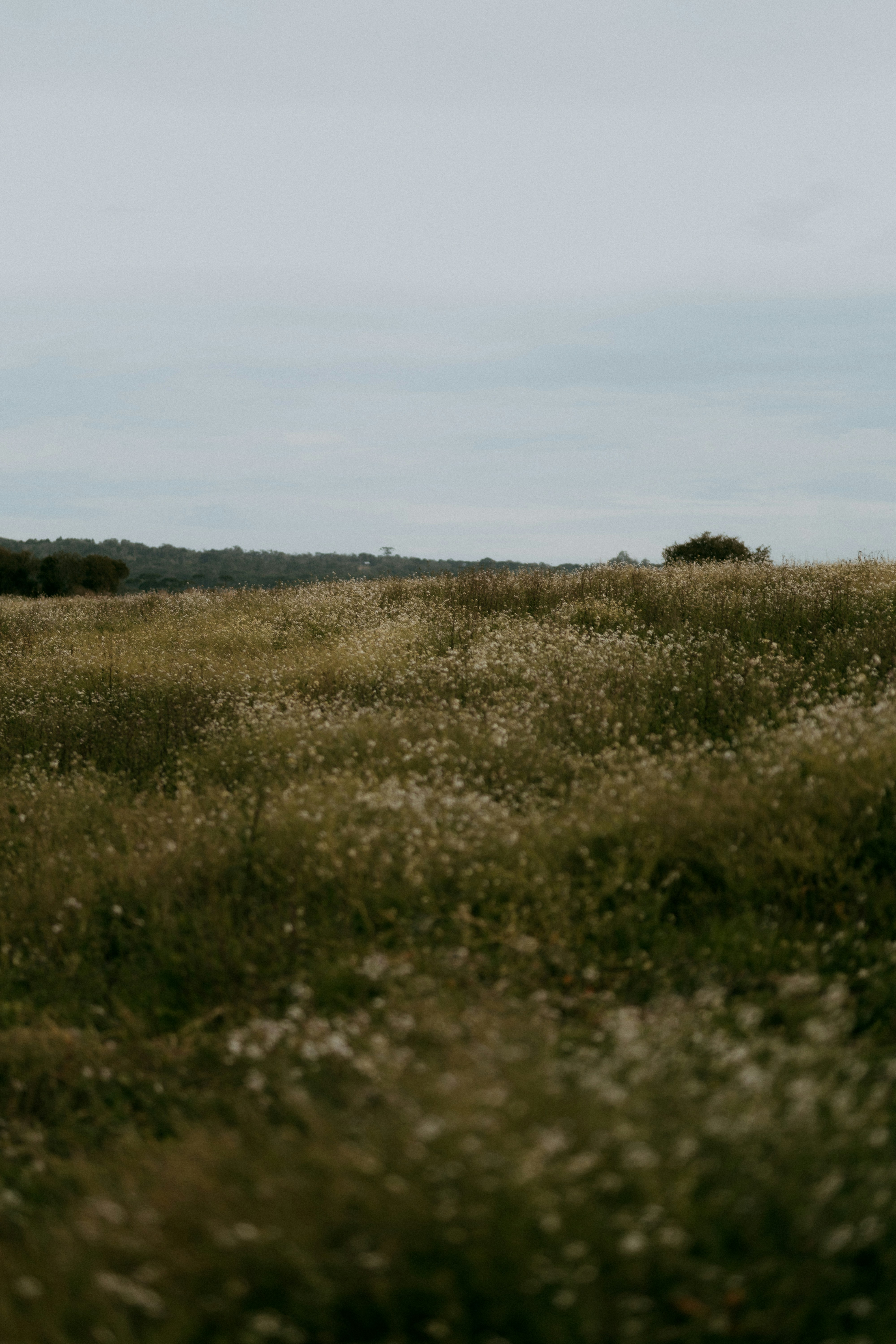 Quiet Meadow Under a Pale Sky