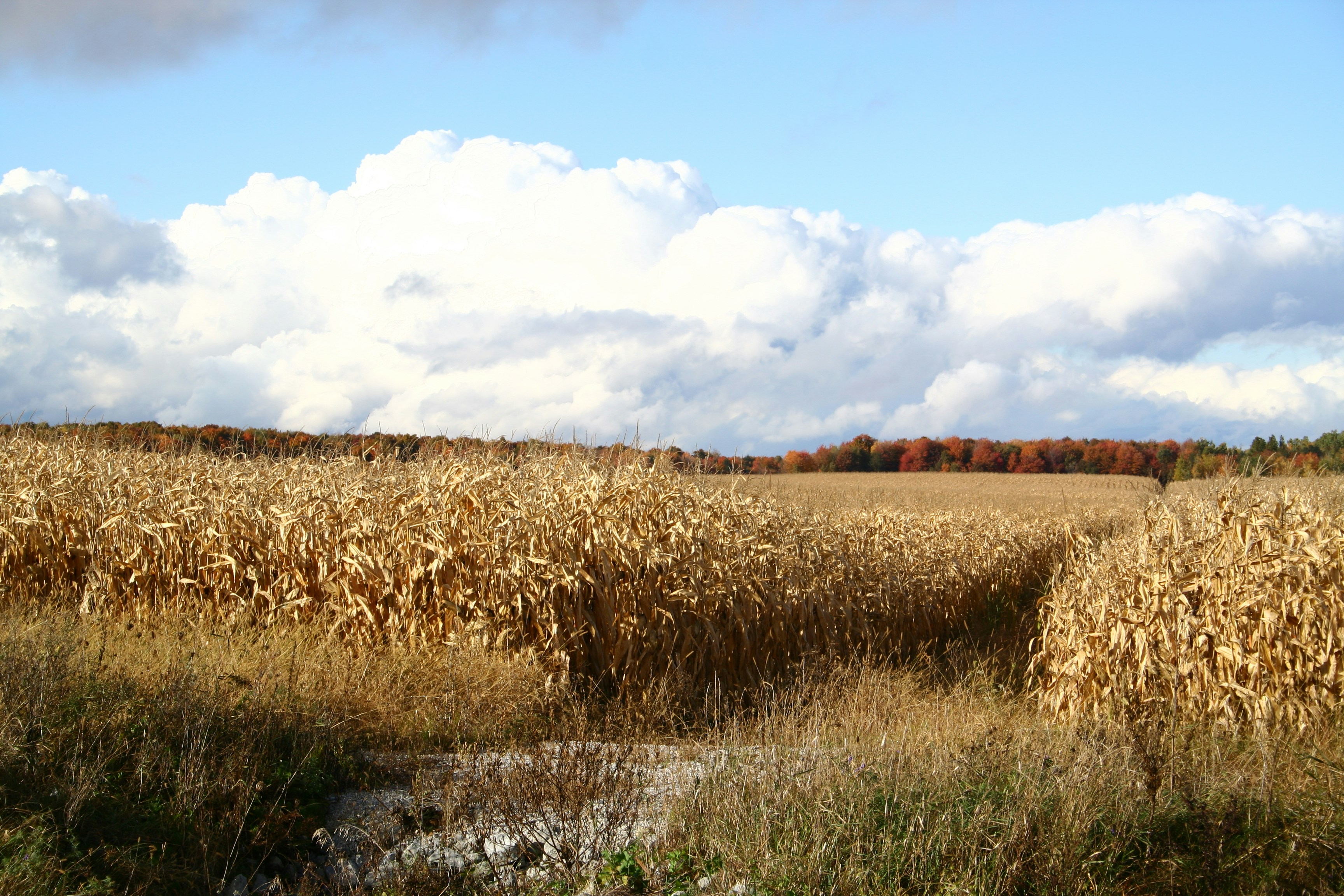 Golden Corridor: Autumn cornfield under a cloud-dappled sky