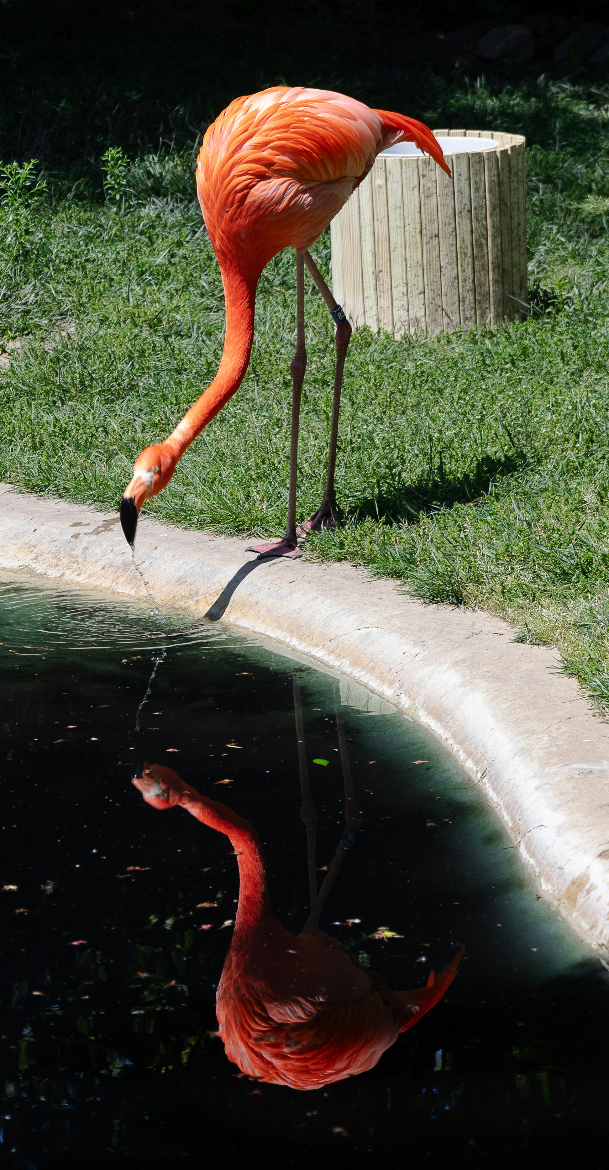 Flamingo at the Edge: Mirror Image on the Pond