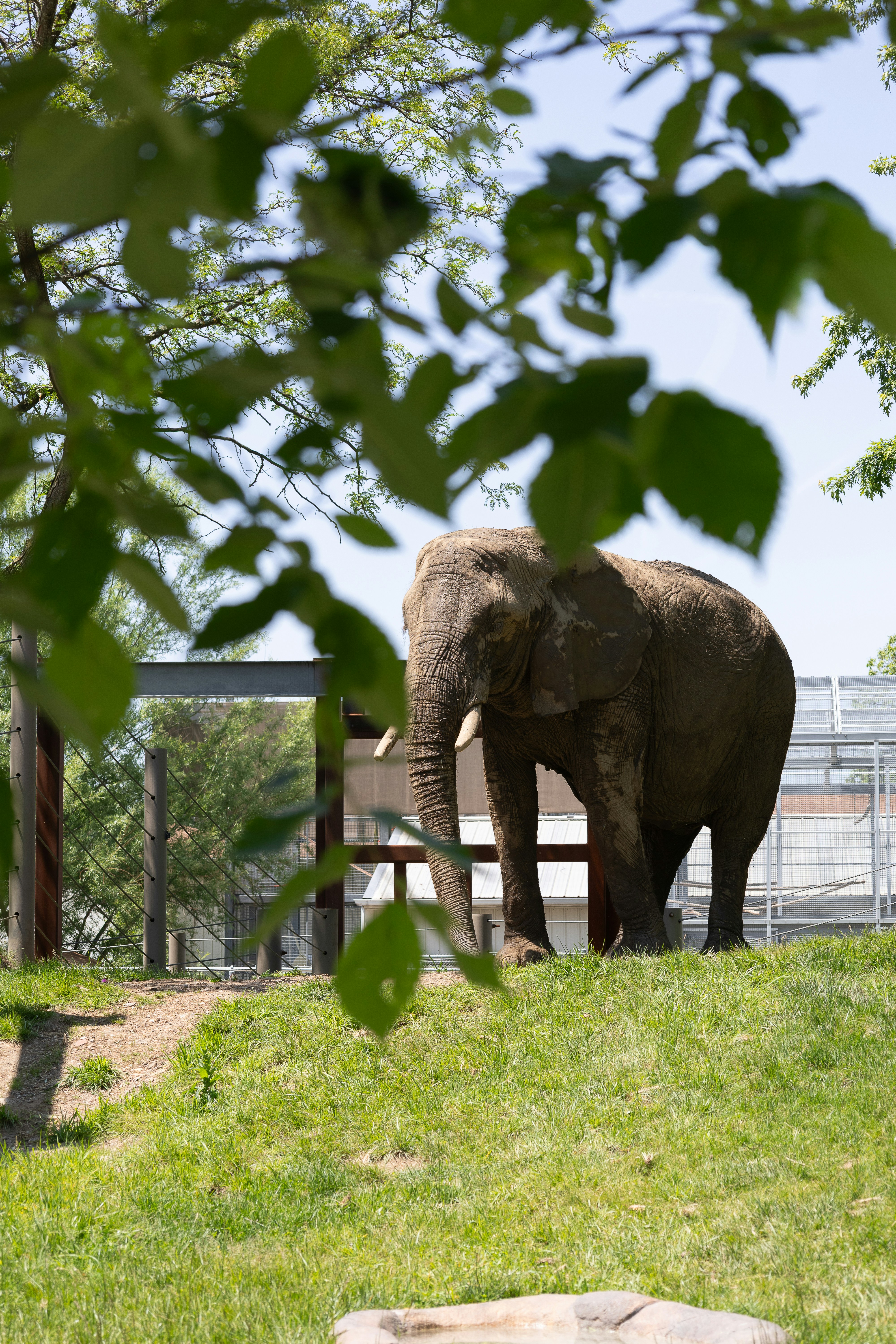Elephant in the Sunlit Enclosure, Framed by Dappled Leaves