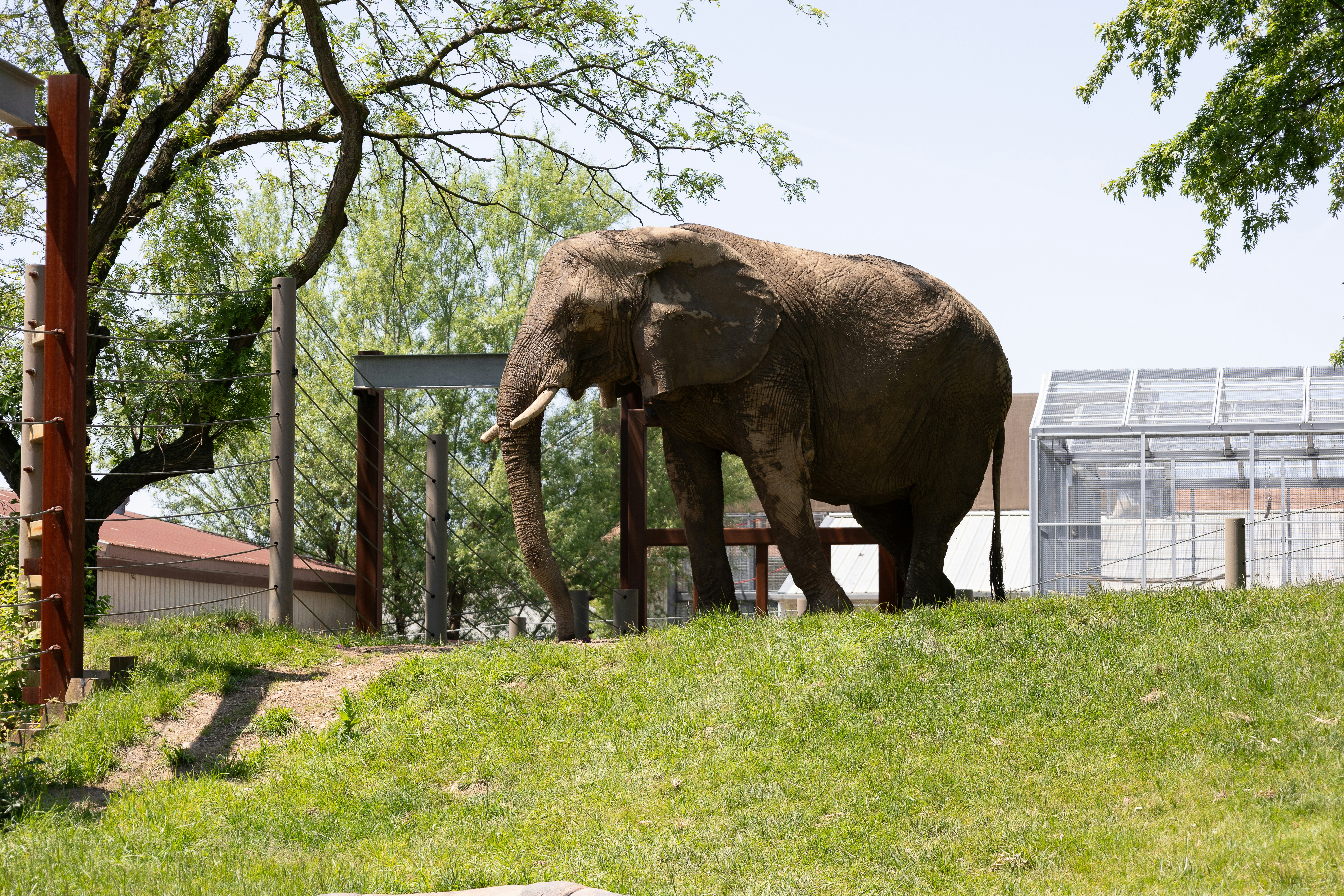 Elephant at the Crest: A Gentle Giant in a Sunny Habitat