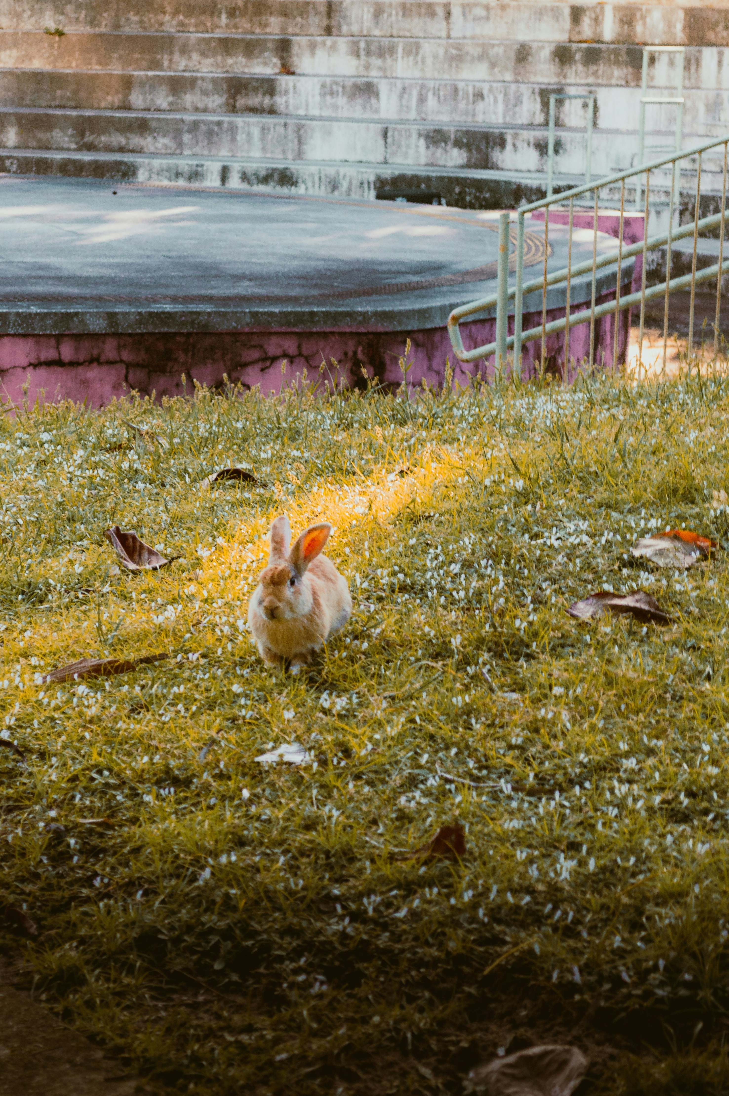 Sunlit bunny on a grassy stage by weathered steps