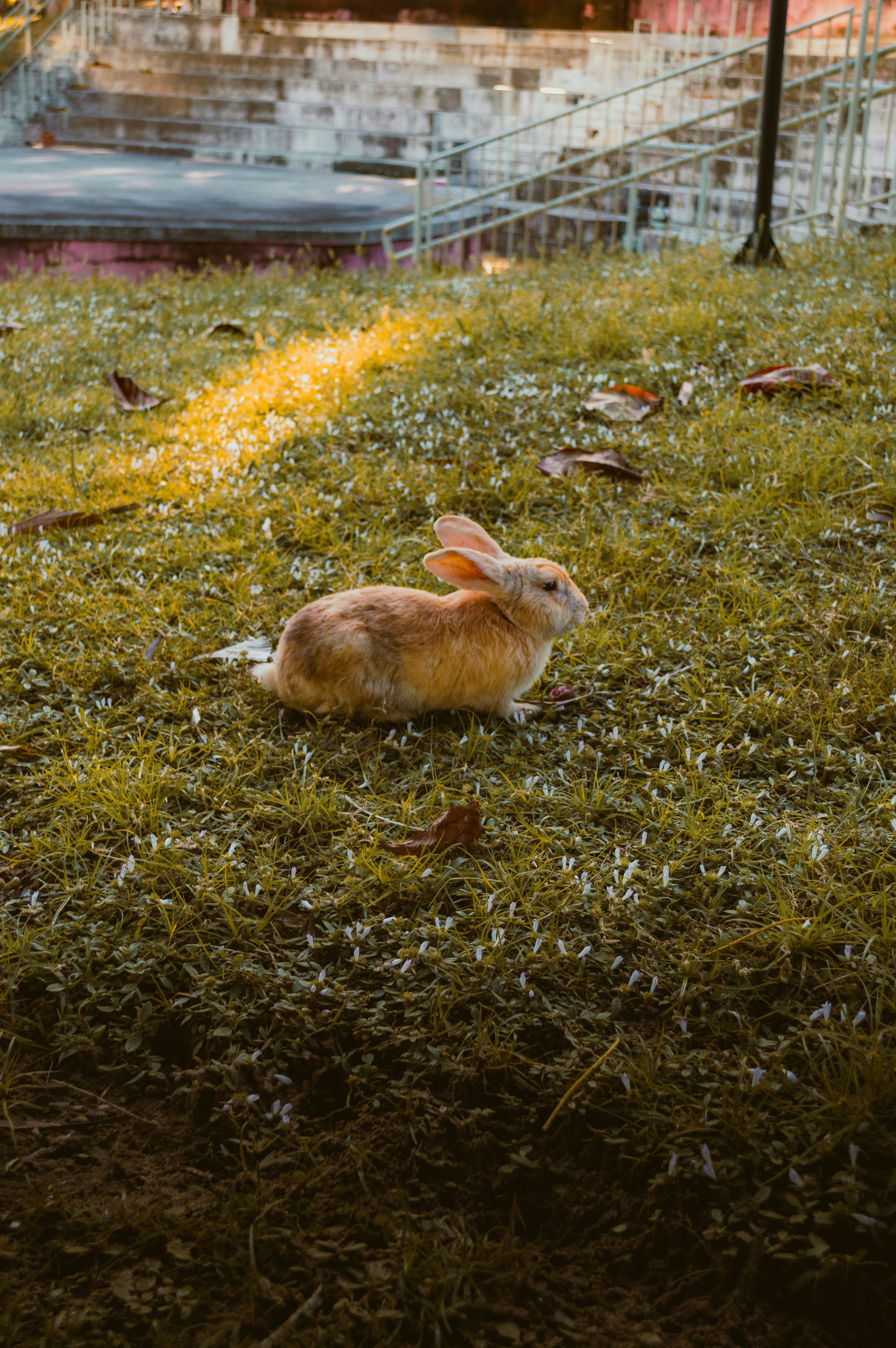 Sunlit Hare on a Velvet Lawn by a Quiet Staircase