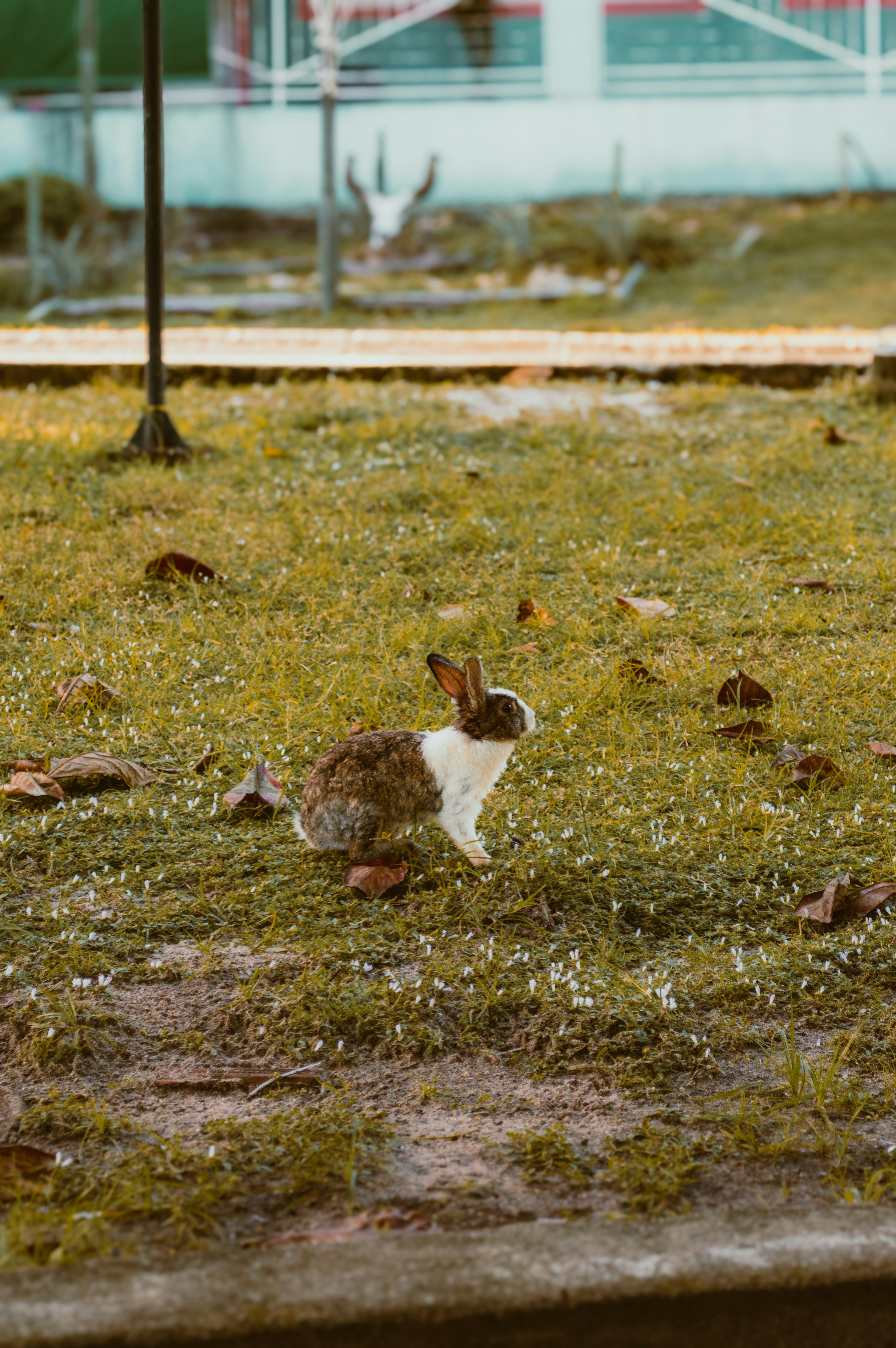 Curious Field Hare Amid Autumn Debris