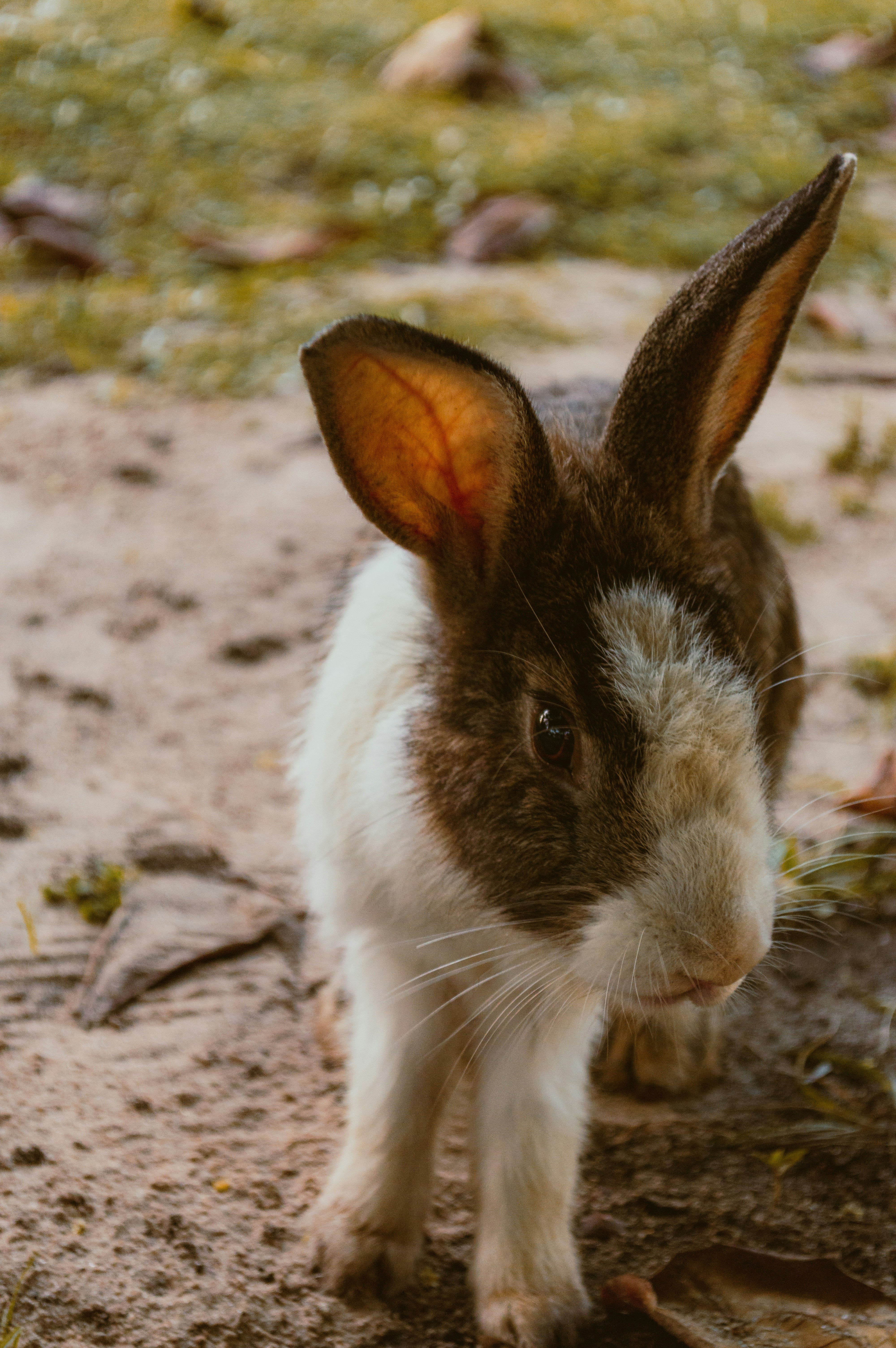 Curious Bunny in Dappled Ground