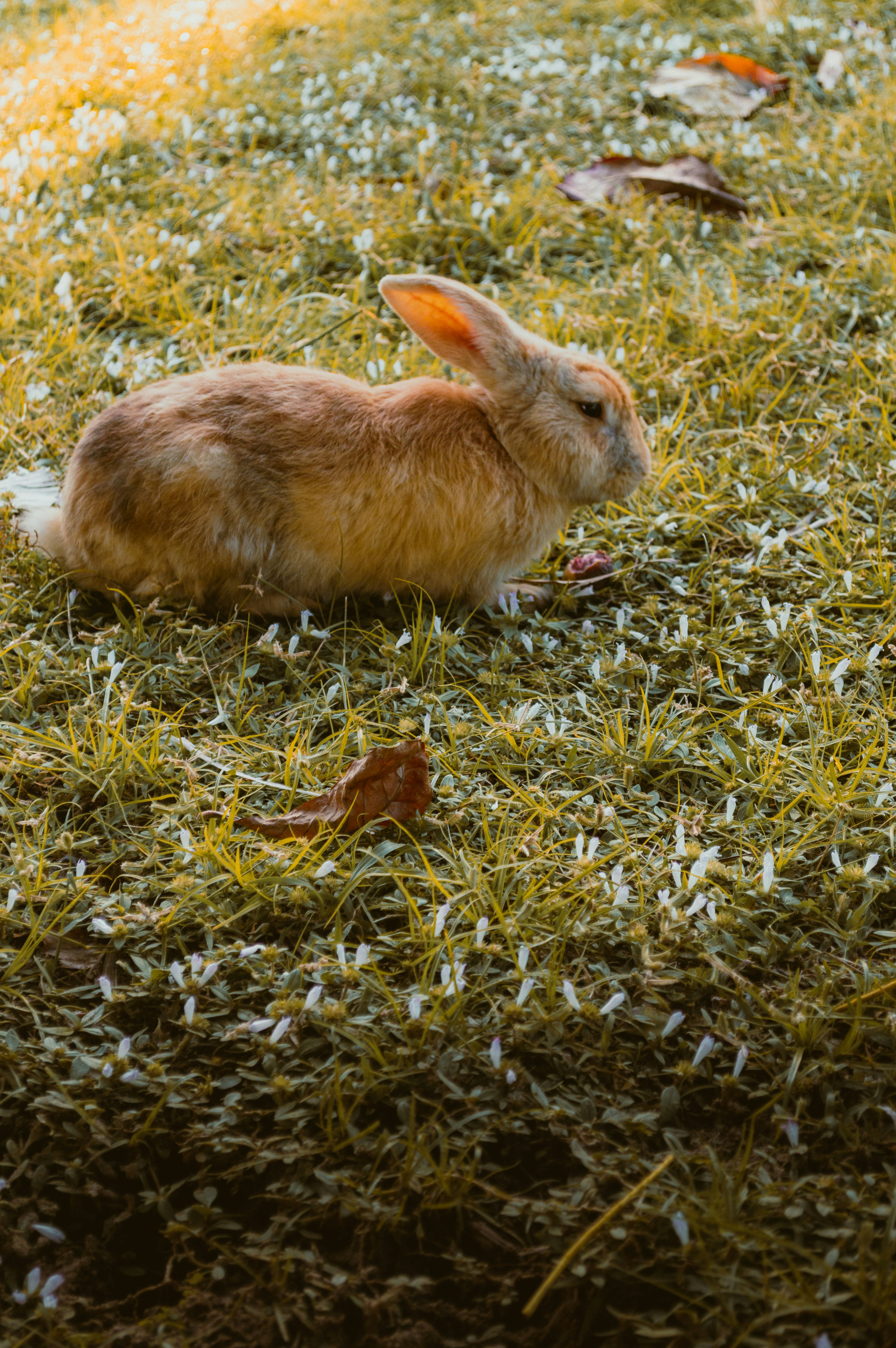 Soft-Eyed Halt: A Ground-Level Moment with a Gentle Hare