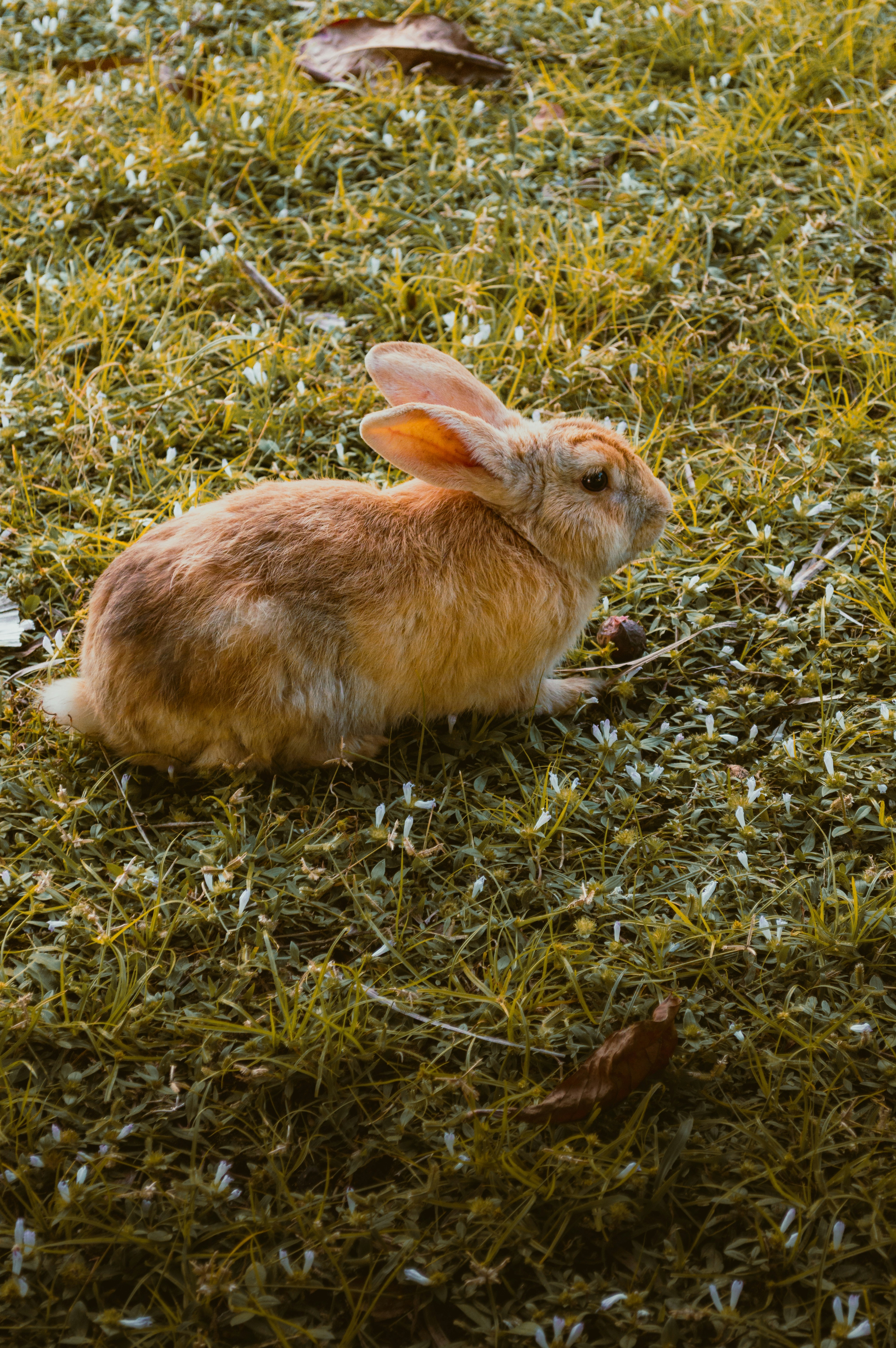 Golden Hare in Morning Meadow