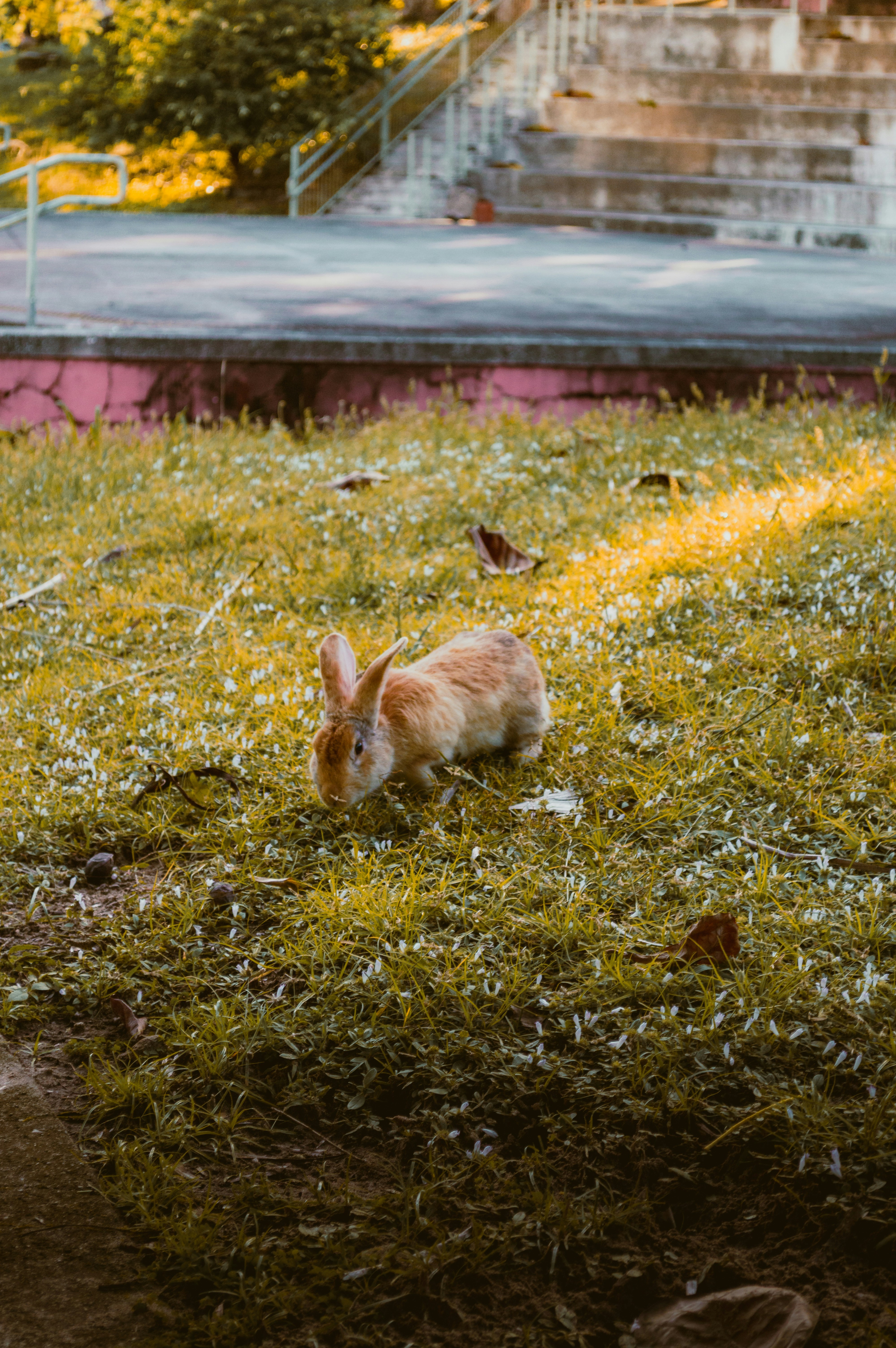 Autumn Bunny on Sunlit Lawn near the Park Steps