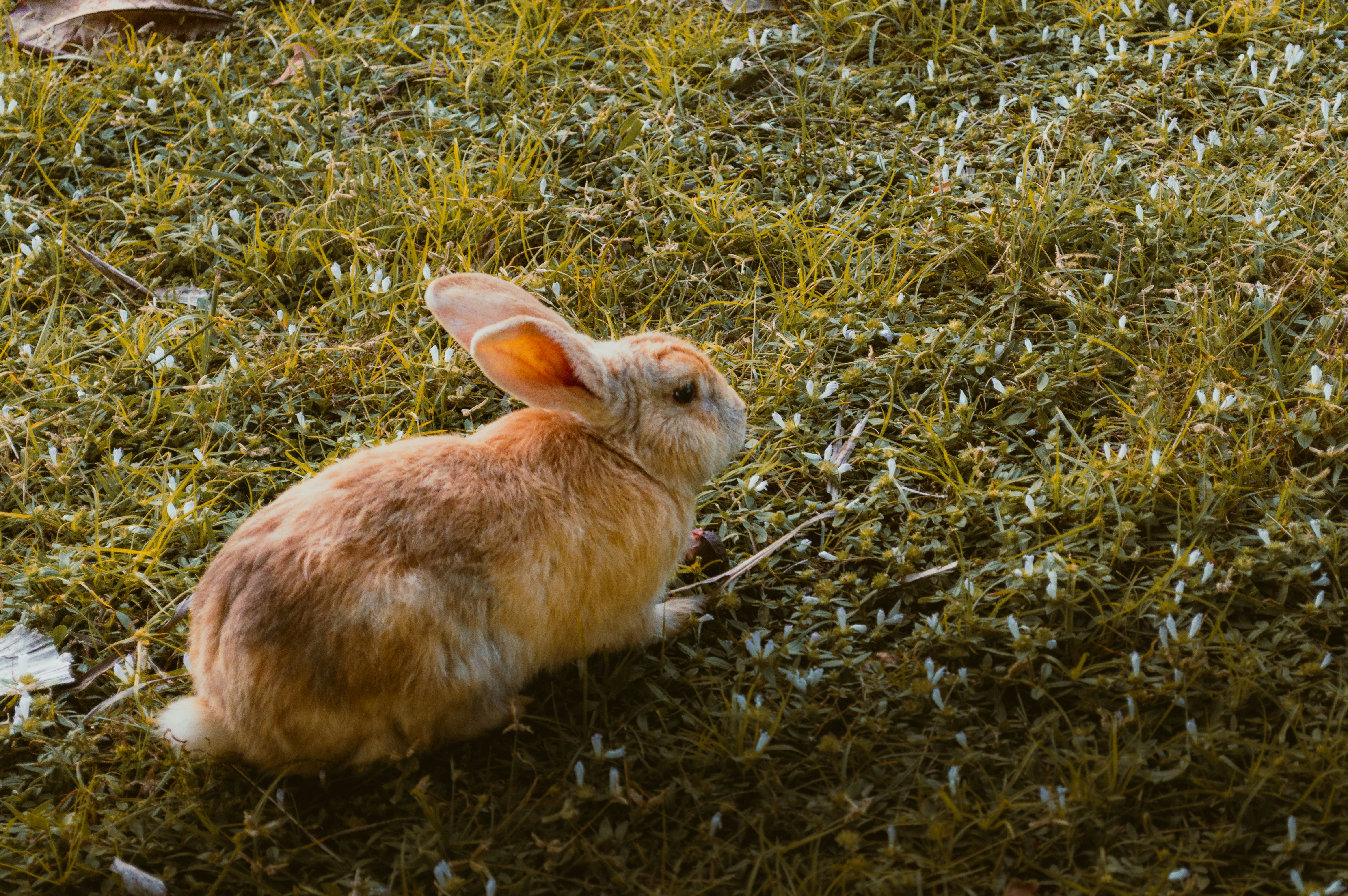 Sunlit Bunny Pause on the Mossy Field