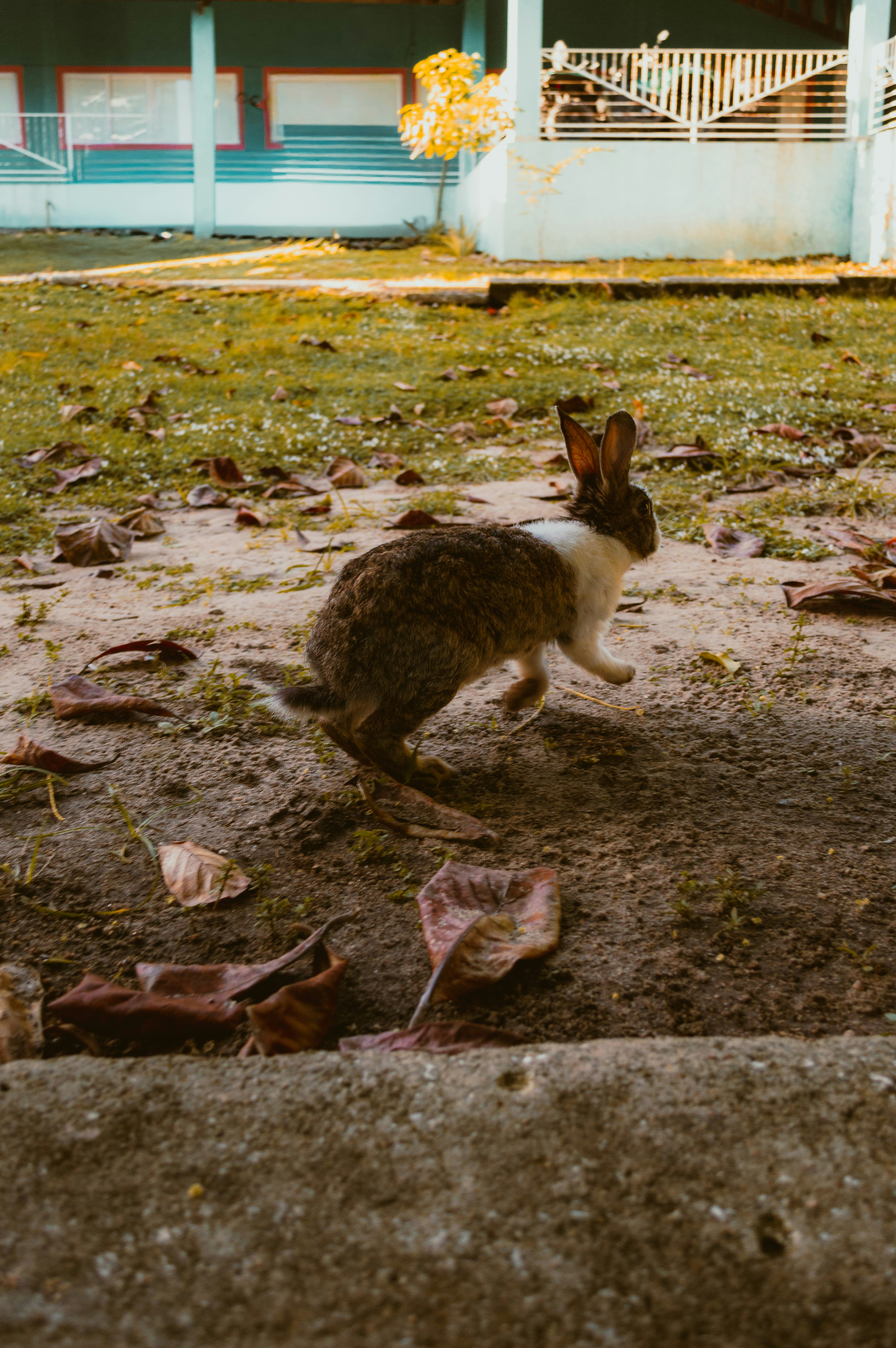 Grounded Witness: A Rabbit Skips Across Autumn Leaves