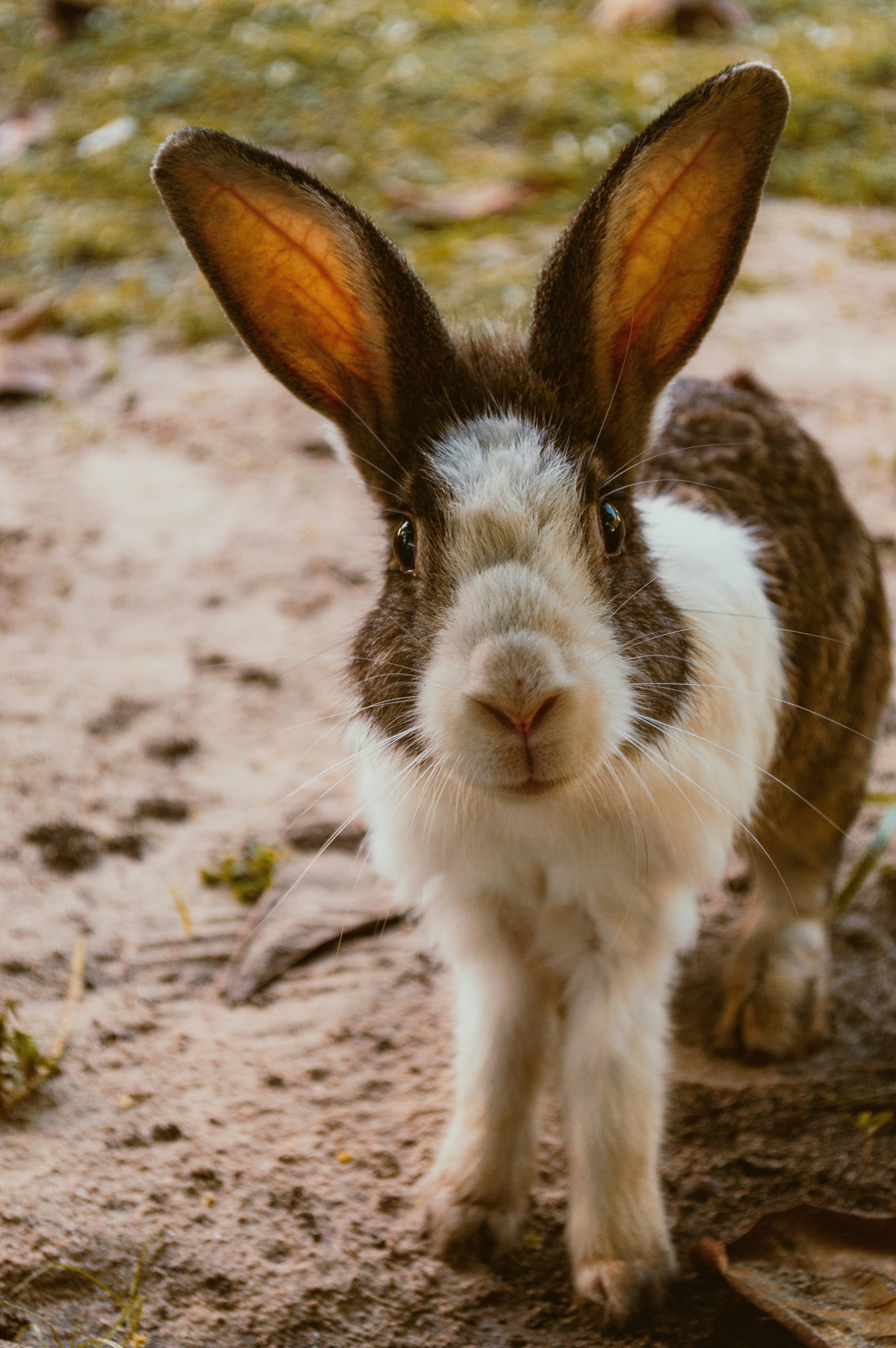 A brown and white rabbit stands on sandy ground.