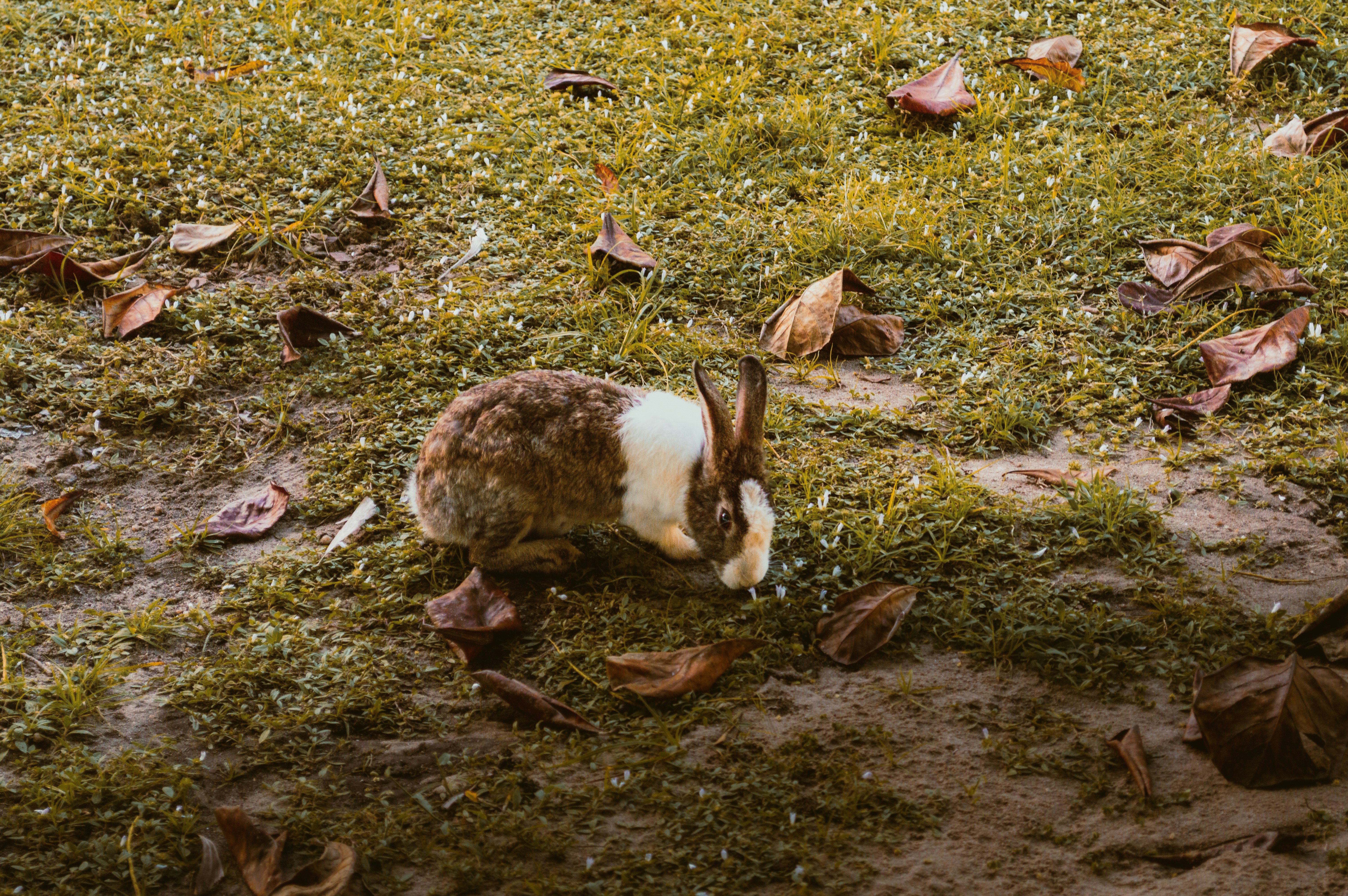 Autumn Grounded: A Rabbit in a Leaf-Strewn Patch