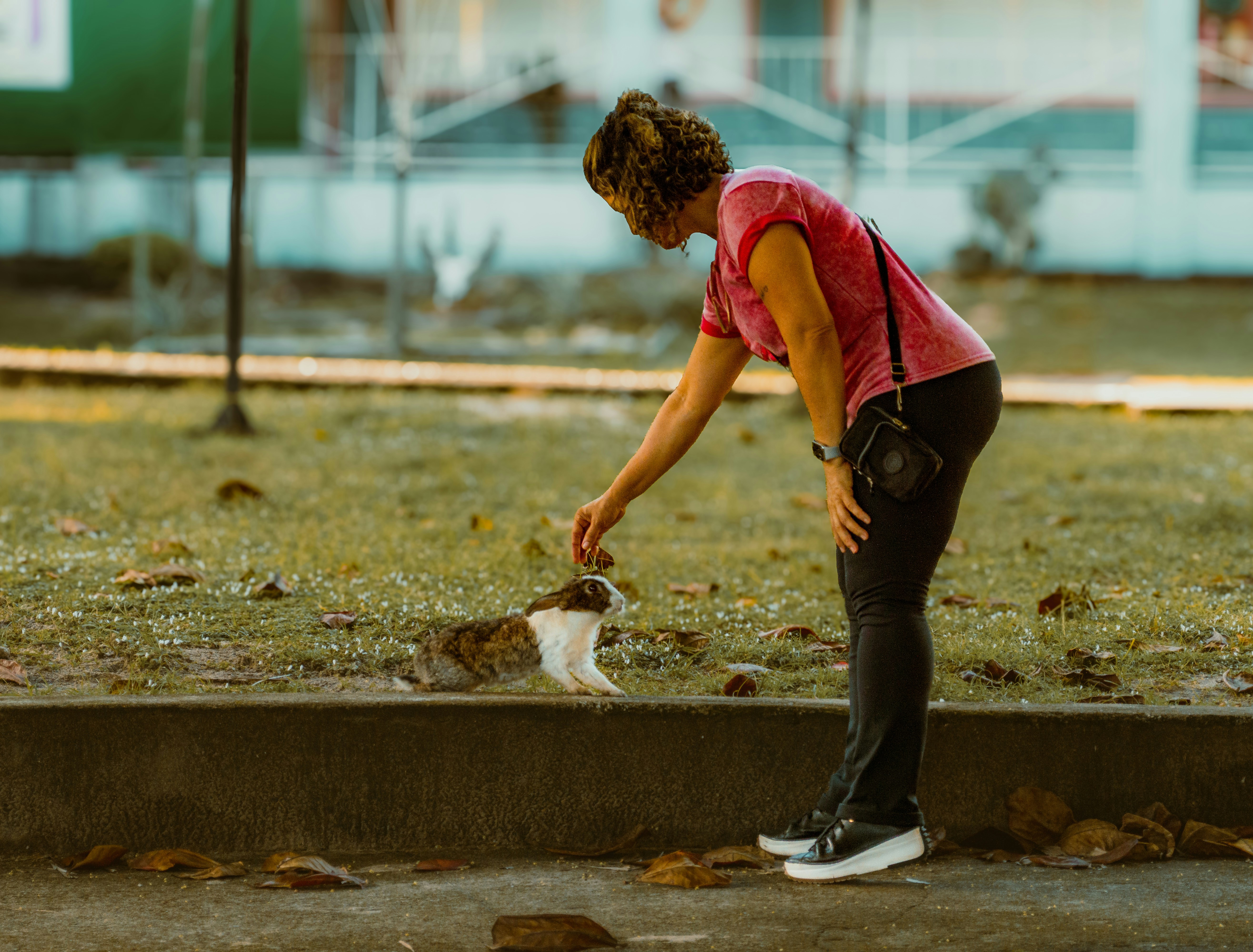 Hands-on Moment: A Woman and a Curious Cat in the Park