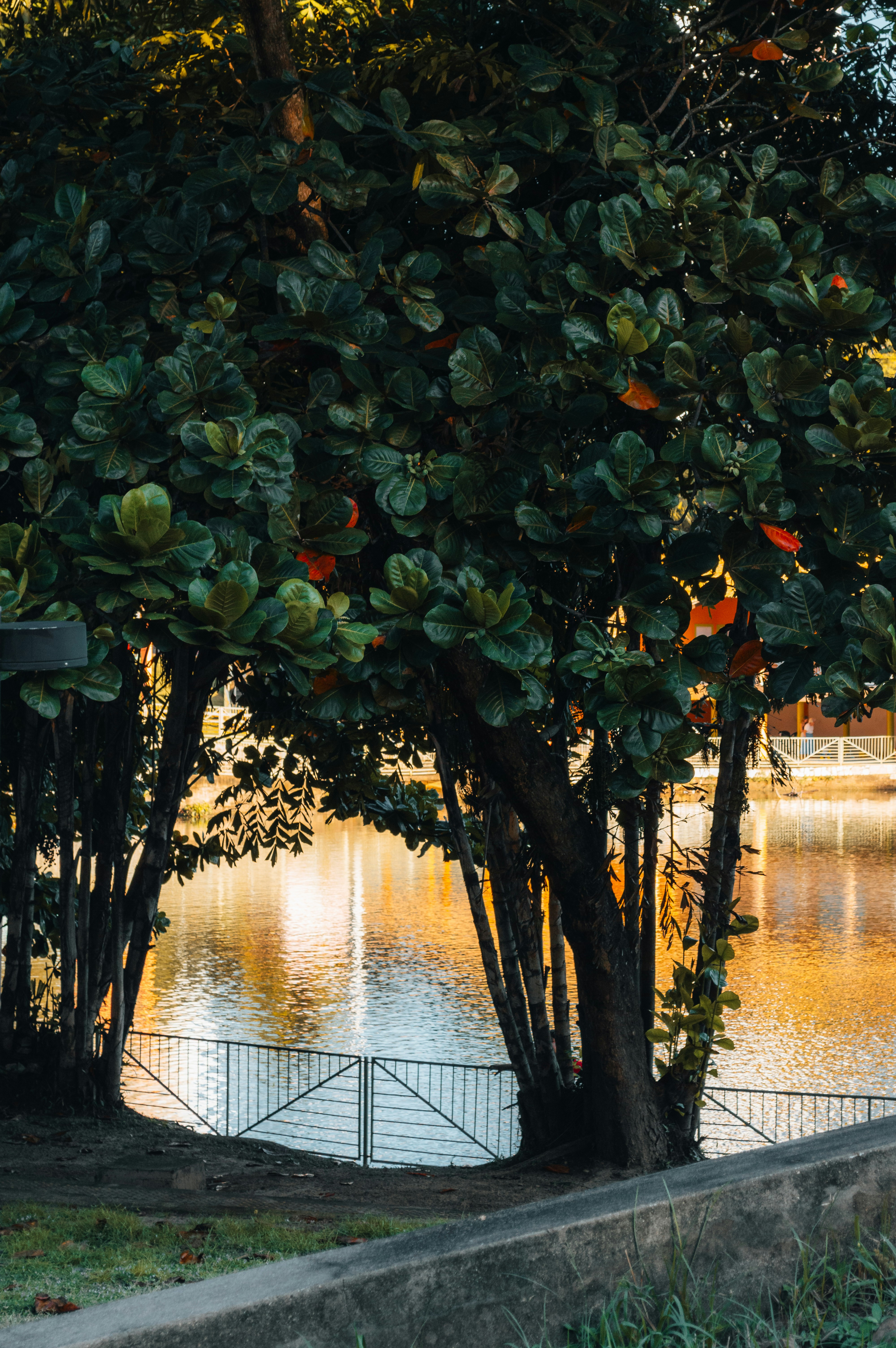 Sunlit Riverside Canopy Framing the Quiet Lake