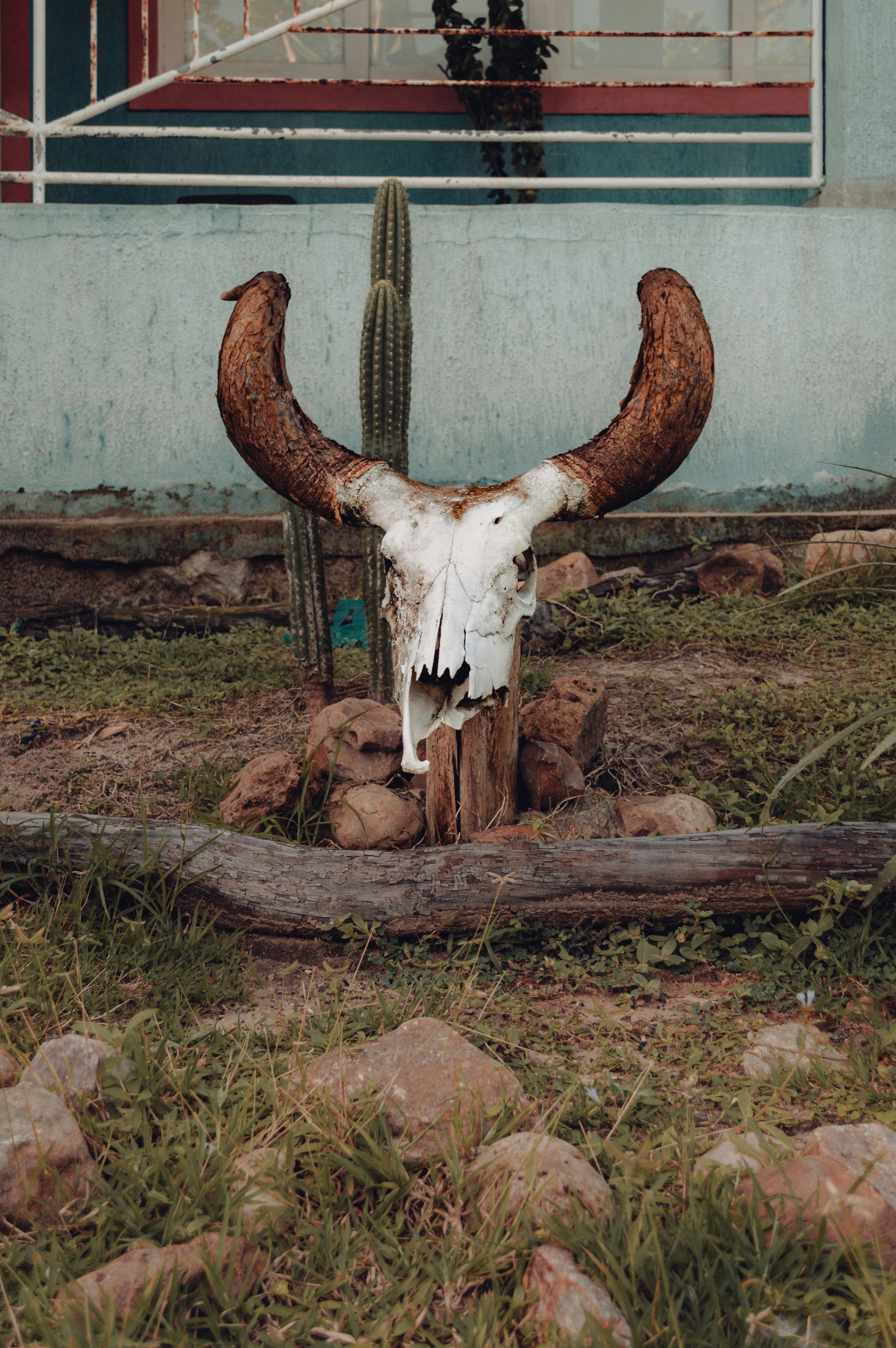 Rusted Horns Overlook: A Bull Skull Amid Desert Flora