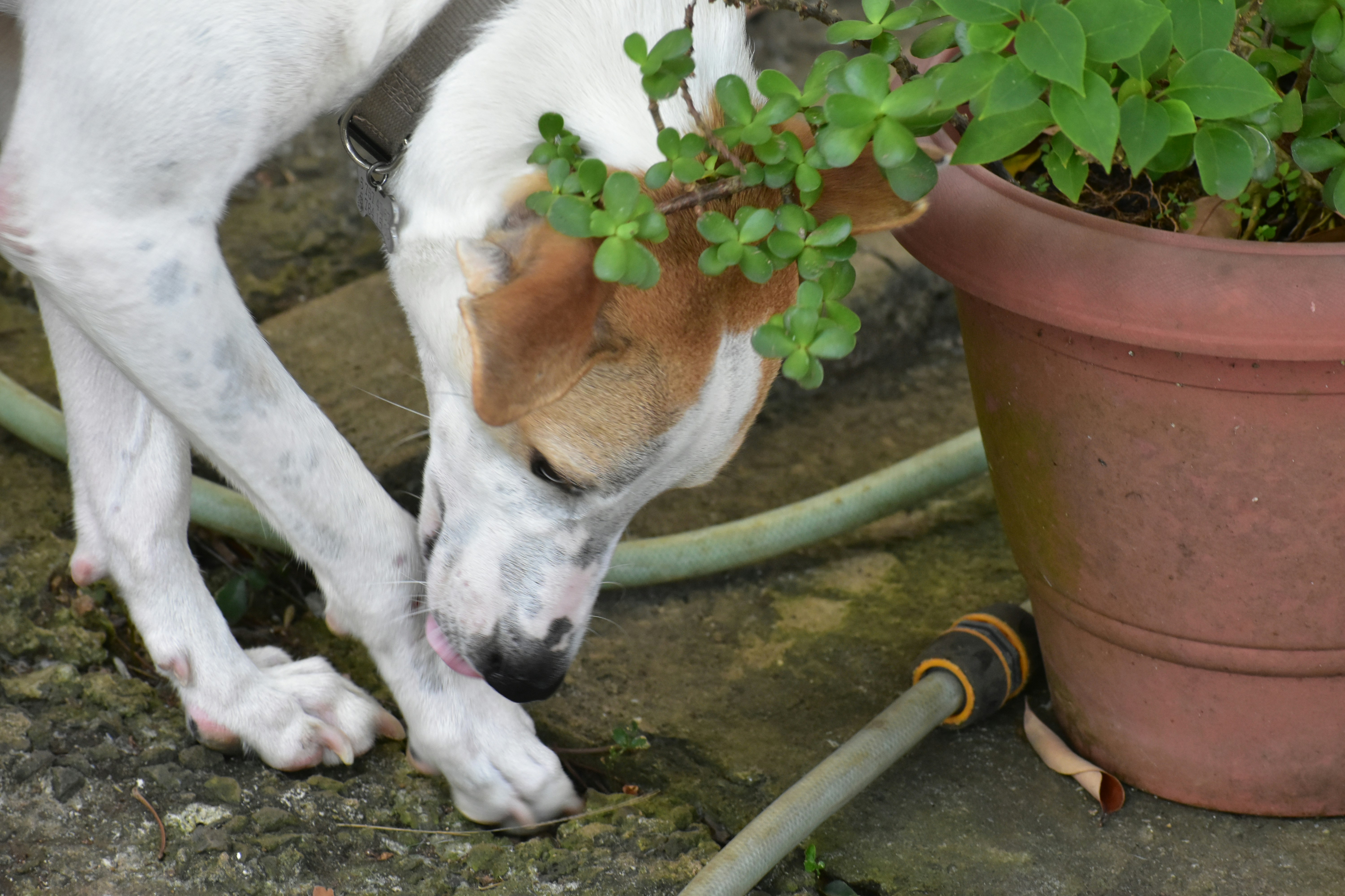Downturned Snout, Drip of Moss: A Quiet Moment with a Curious Hound