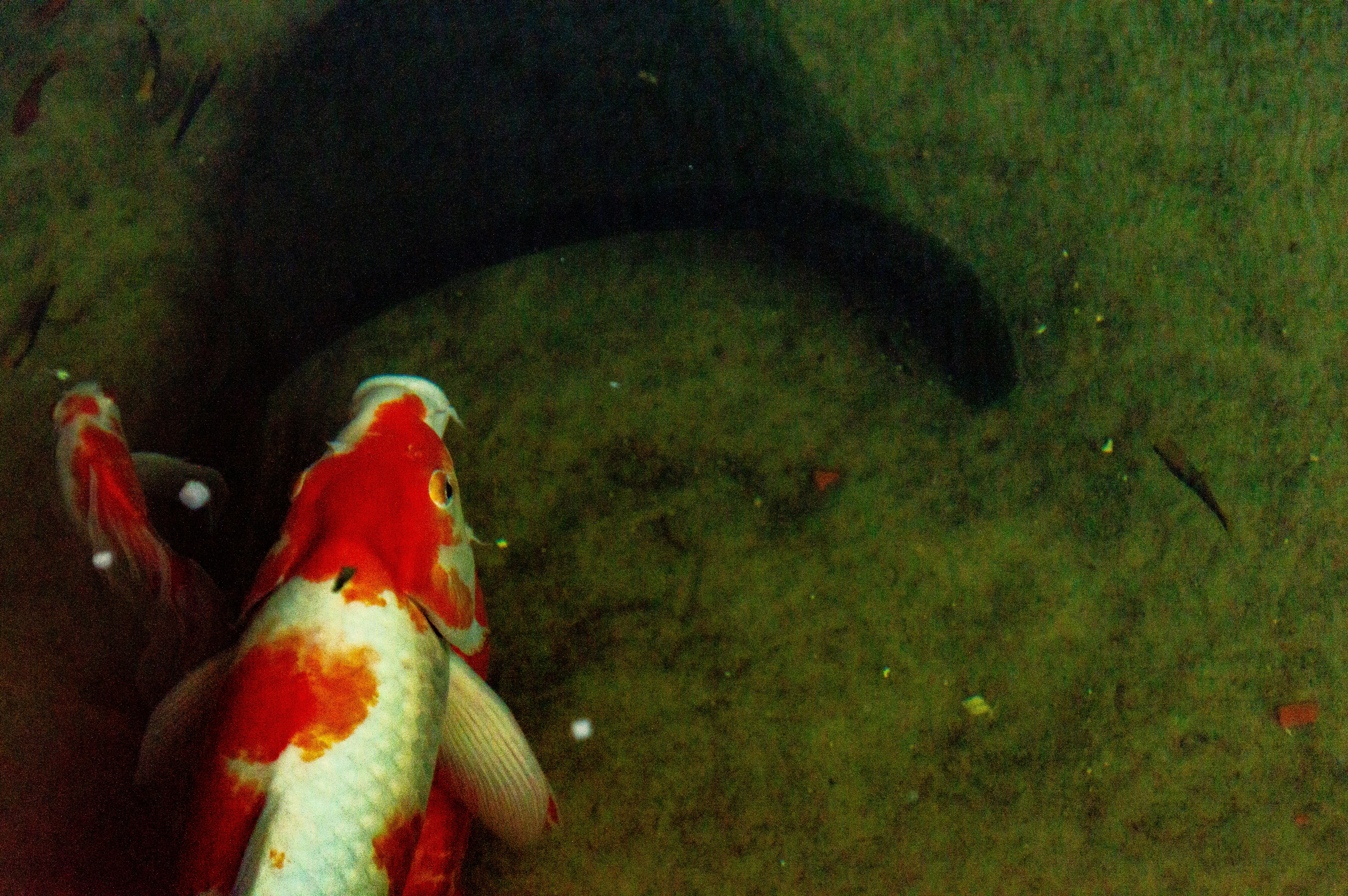 Red-and-White Koi Over a Mossy Submerged Edge