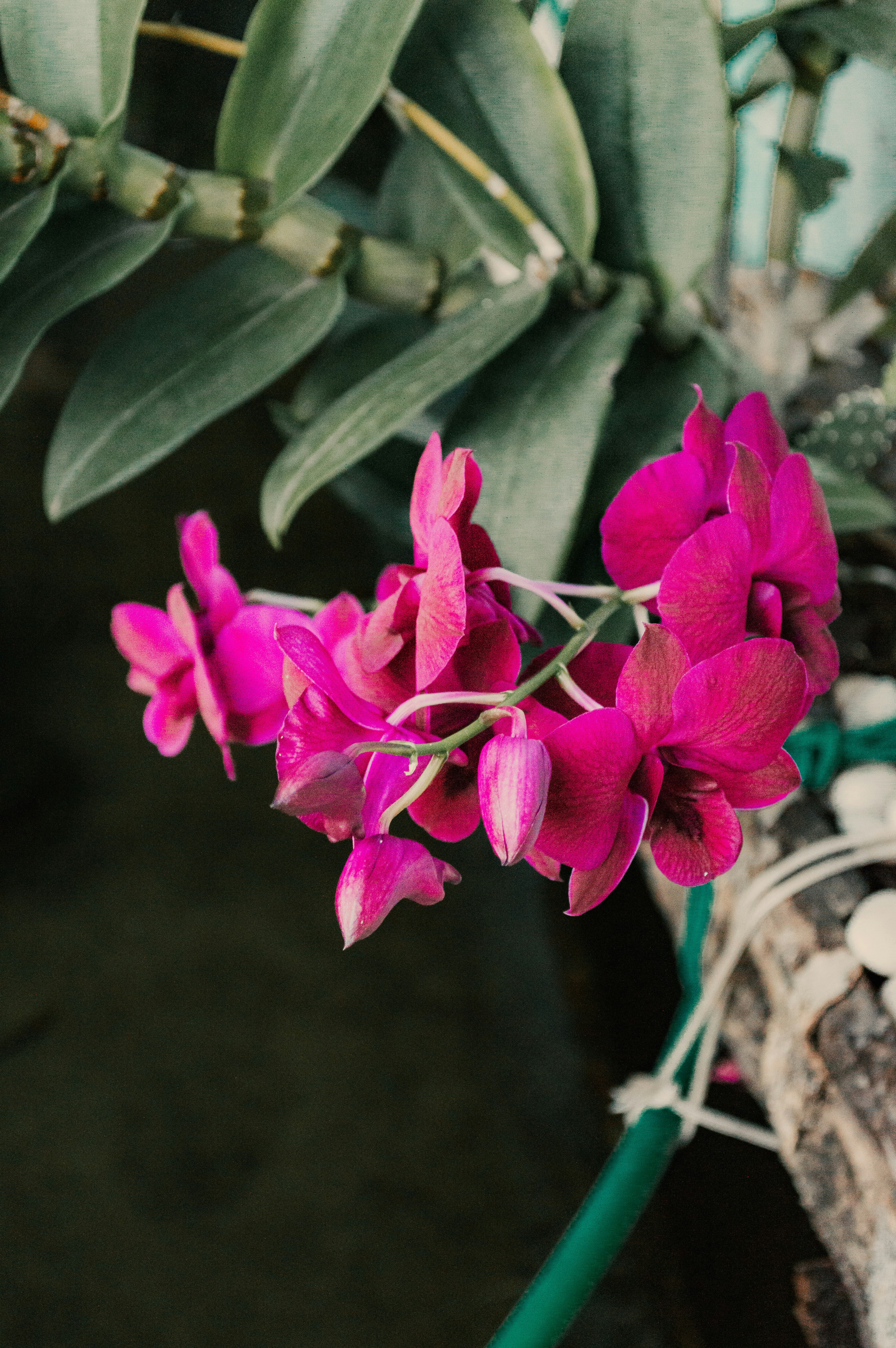 Vibrant orchid cluster resting against succulent backdrop