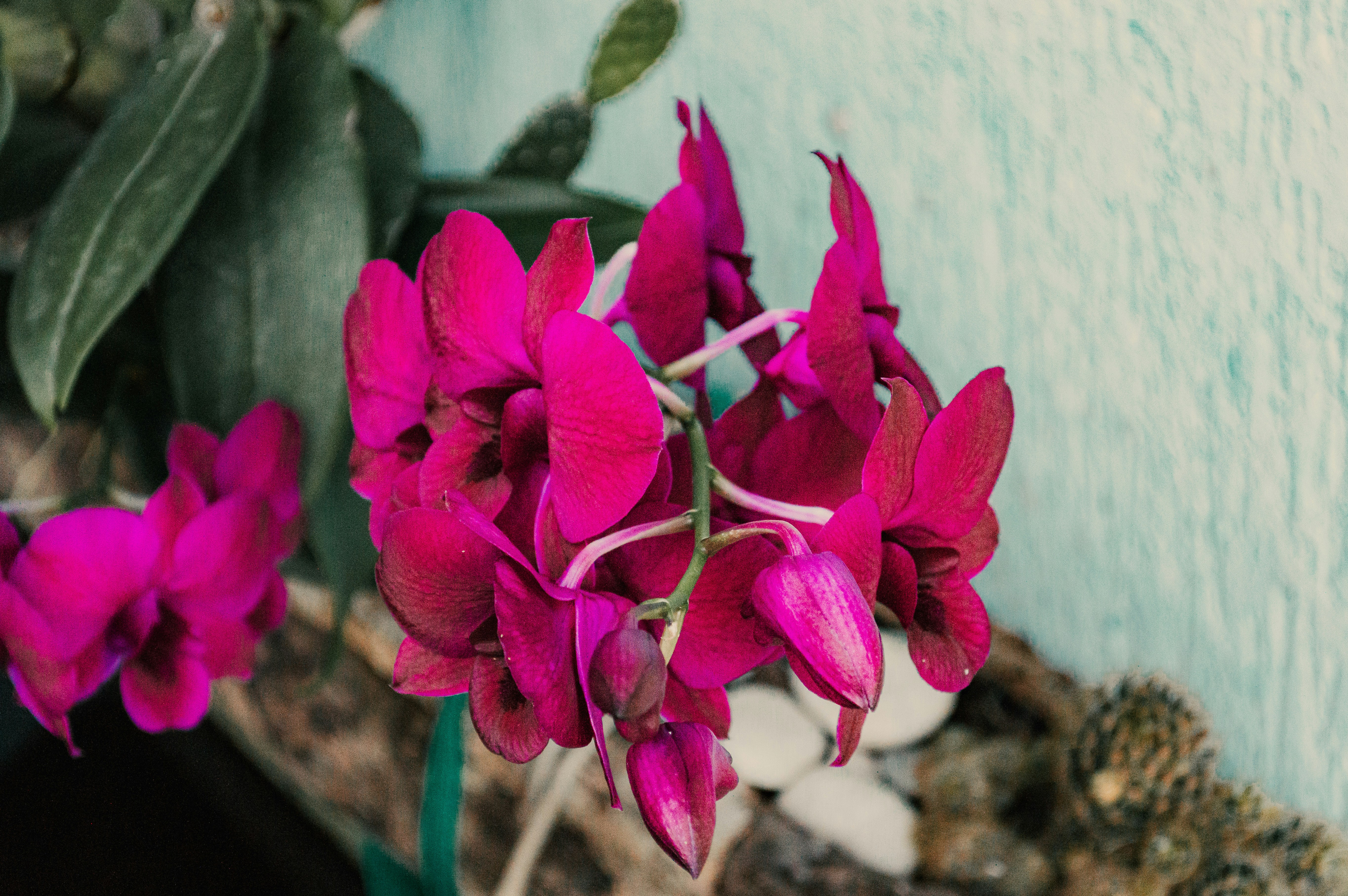 Vibrant Orchid Mosaic Against Pale Mienna Wall