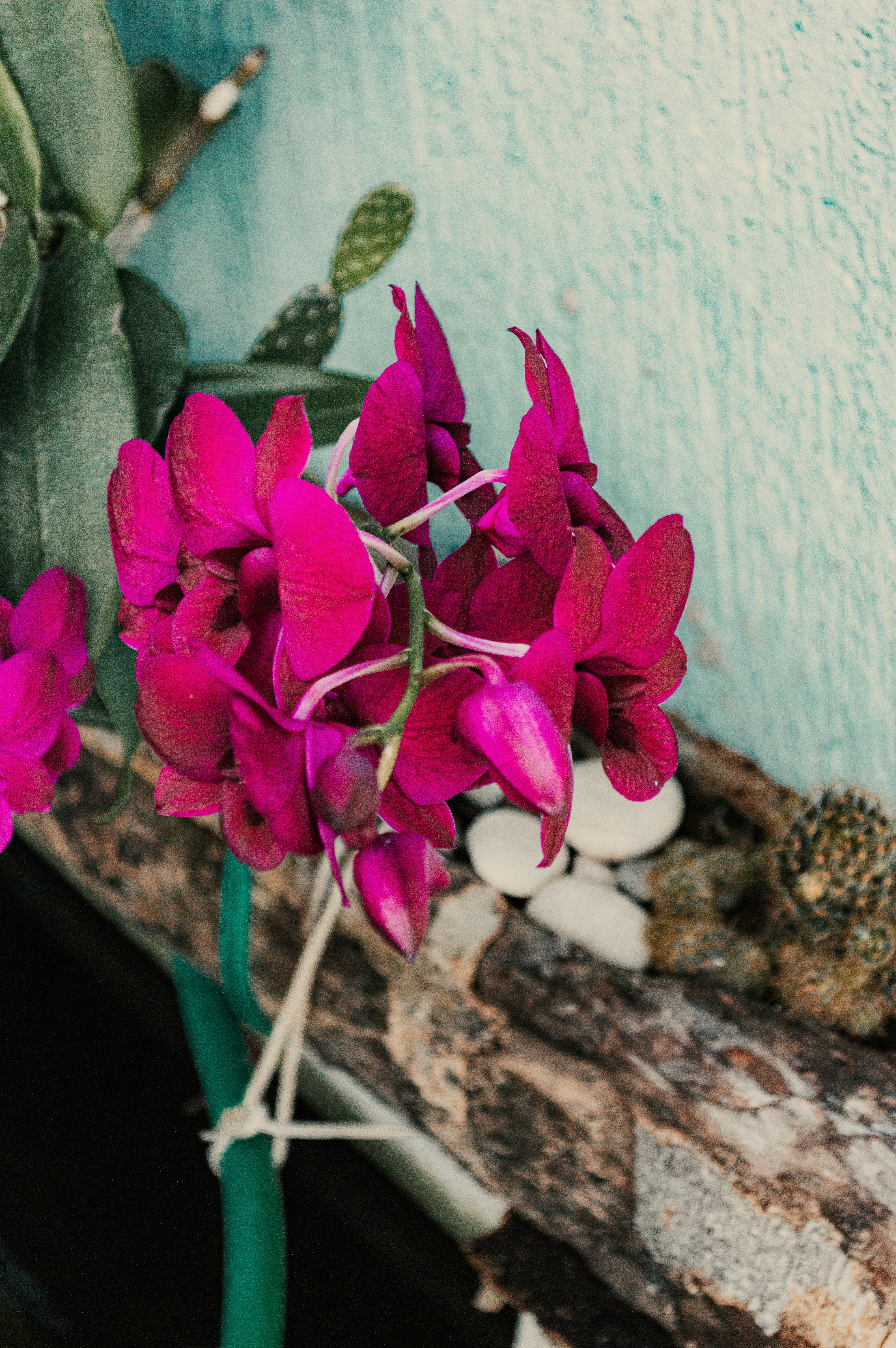 Vibrant orchid bouquet against a weathered turquoise wall