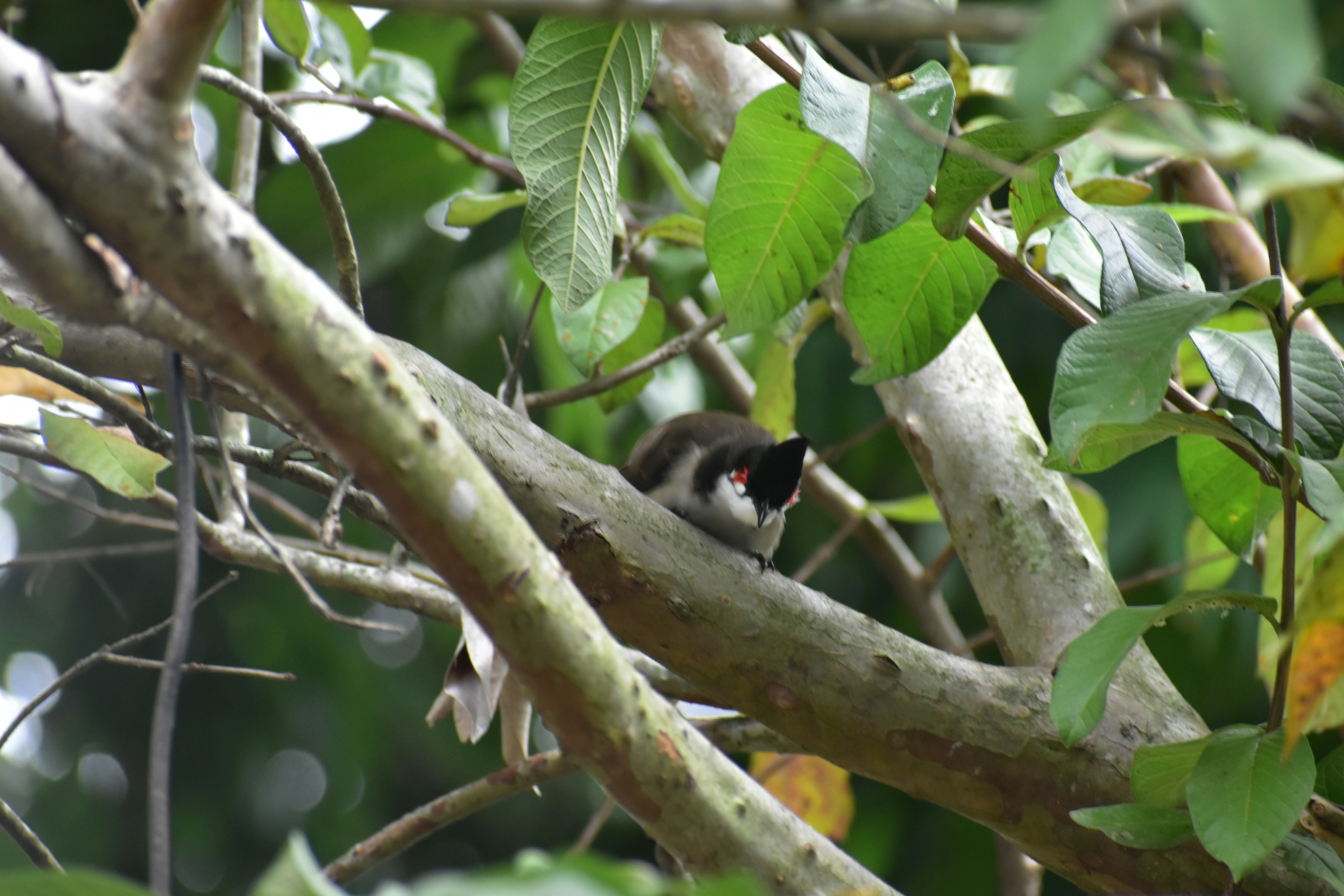 Hidden Warbler Amid the Green Veil