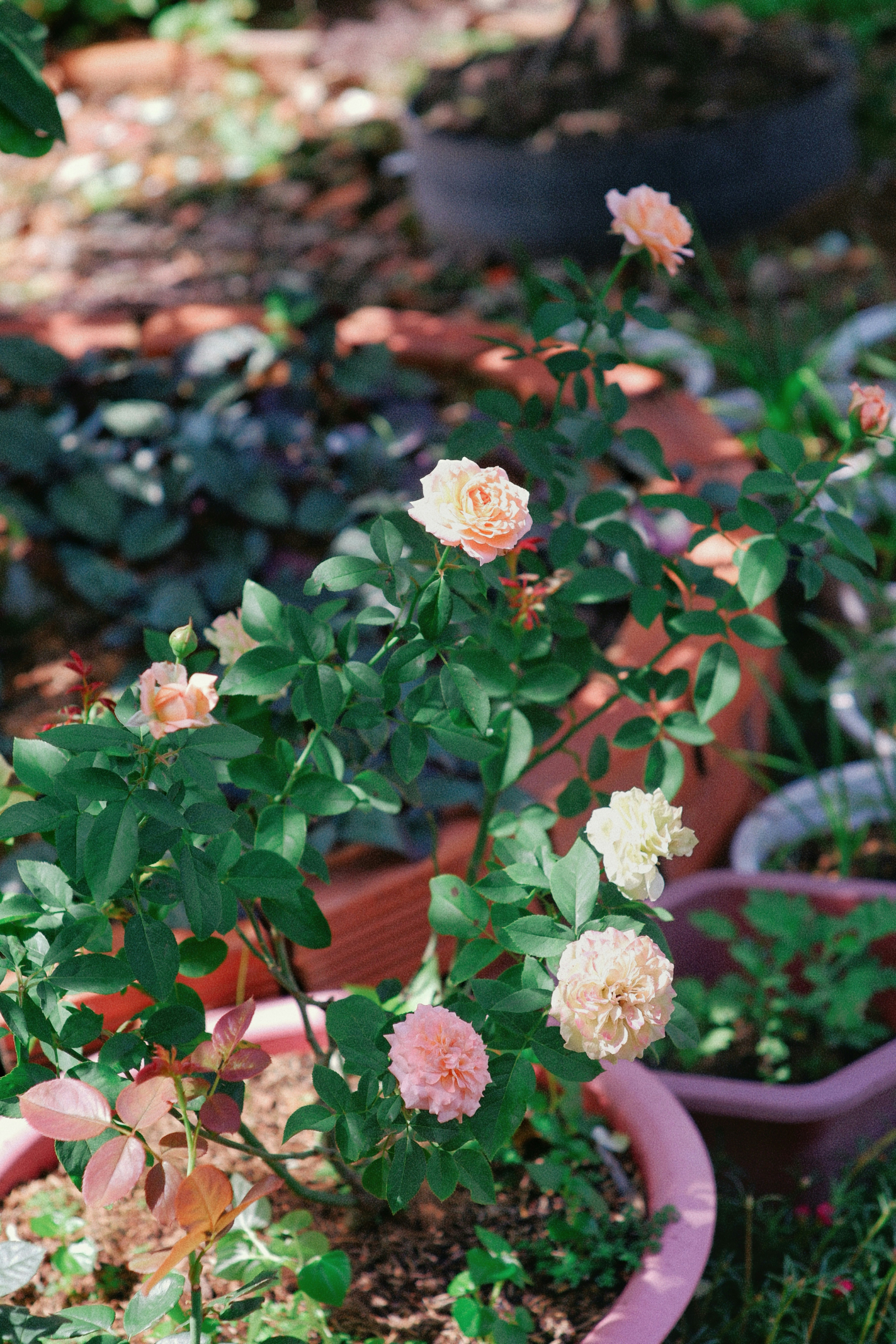 Peach-and-Cream Roses in a Sunlit Potscape