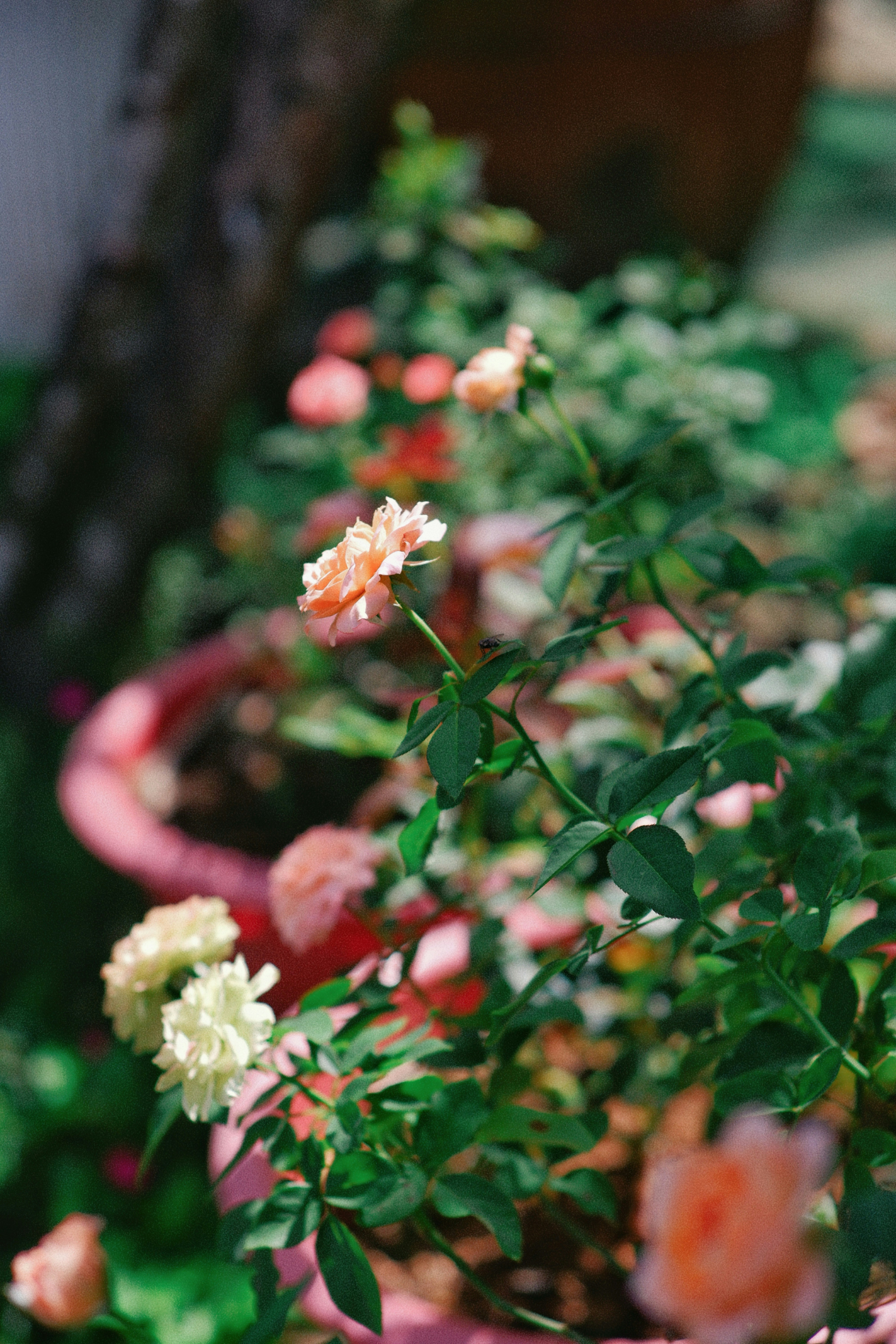 Peach Rose in Focus Amid Garden Blur
