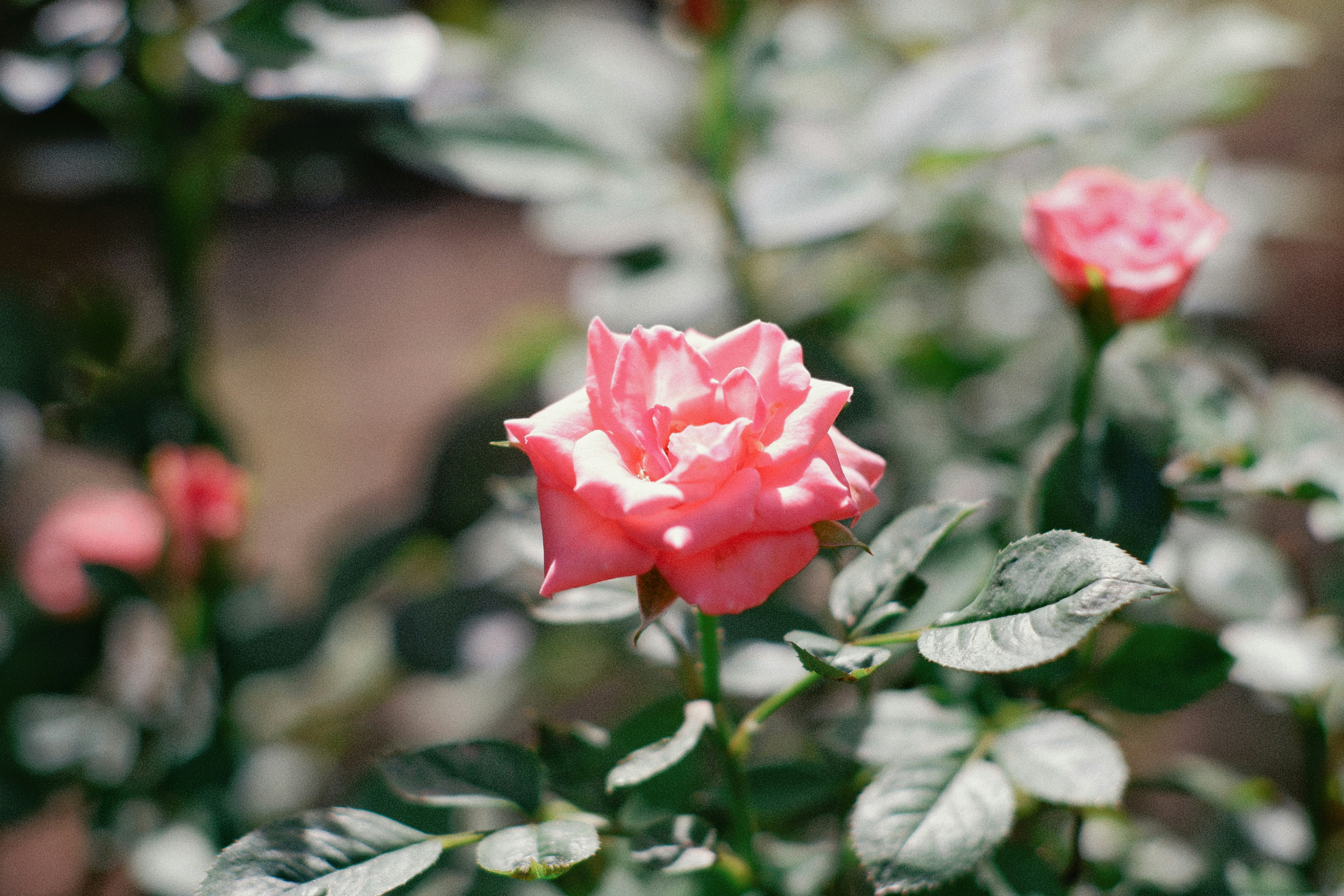 Pink Rose in Soft Focus Garden Light