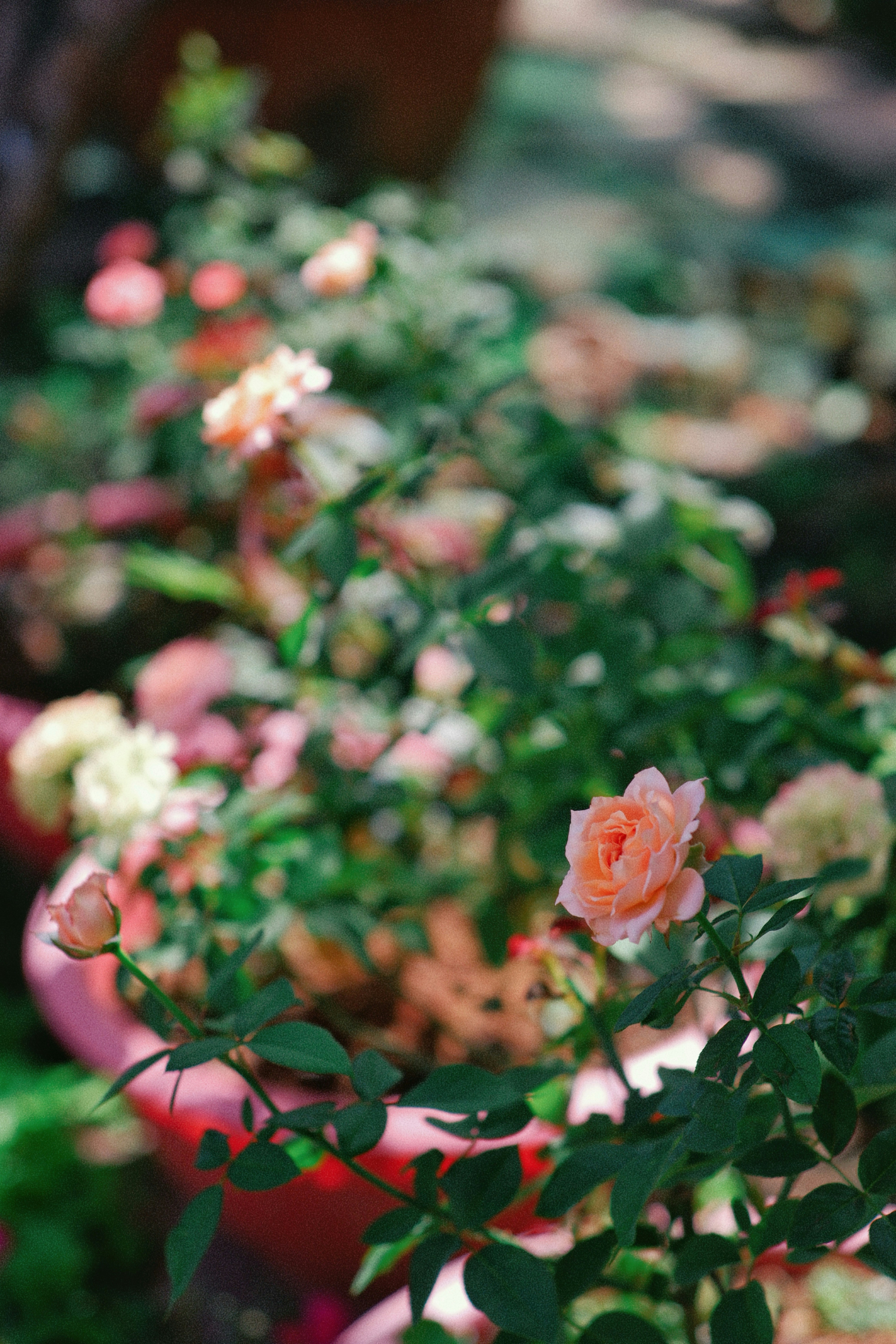 Soft Peach Rose in a Garden Corridor of Blooms
