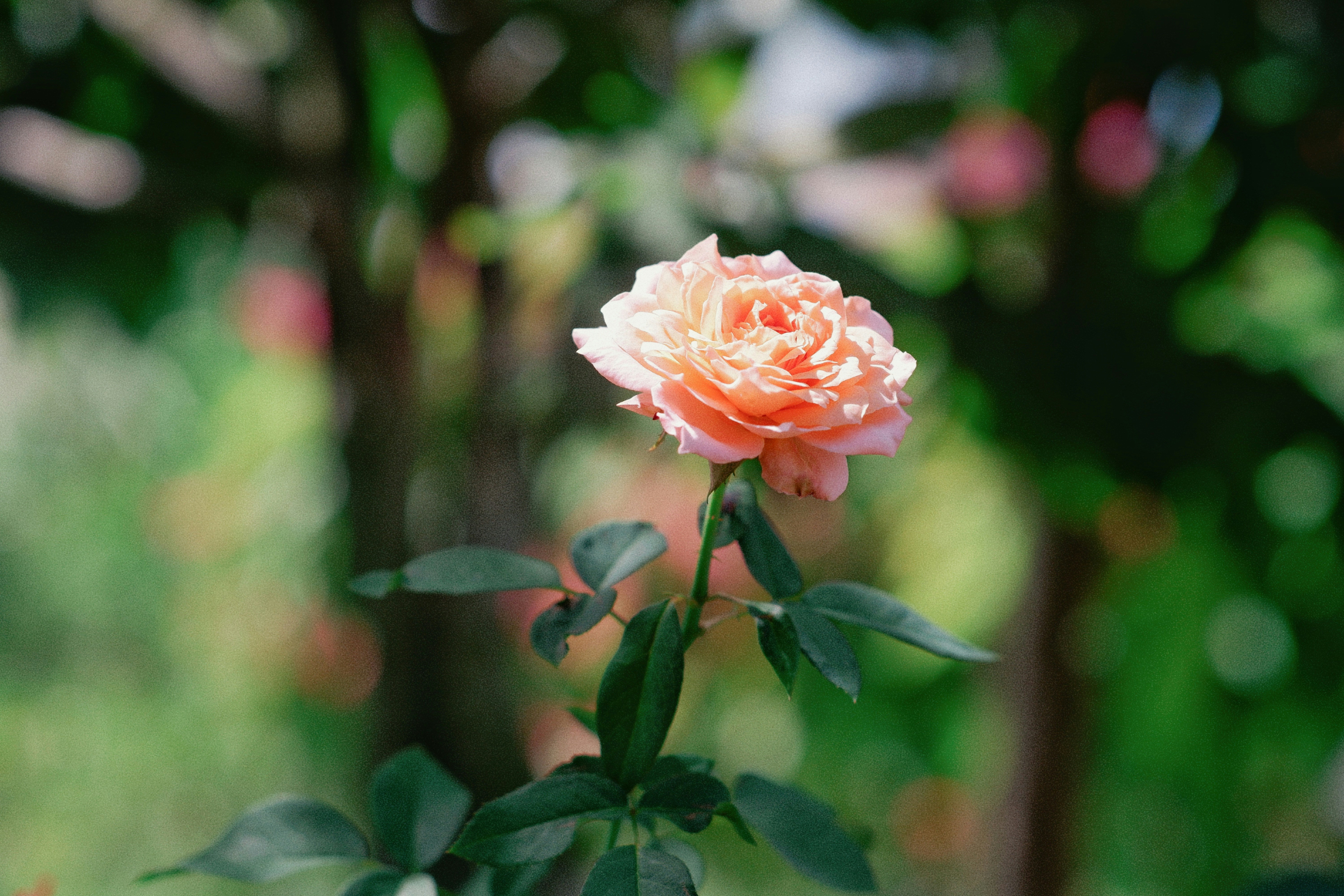 Peach Rose in Soft Garden Light