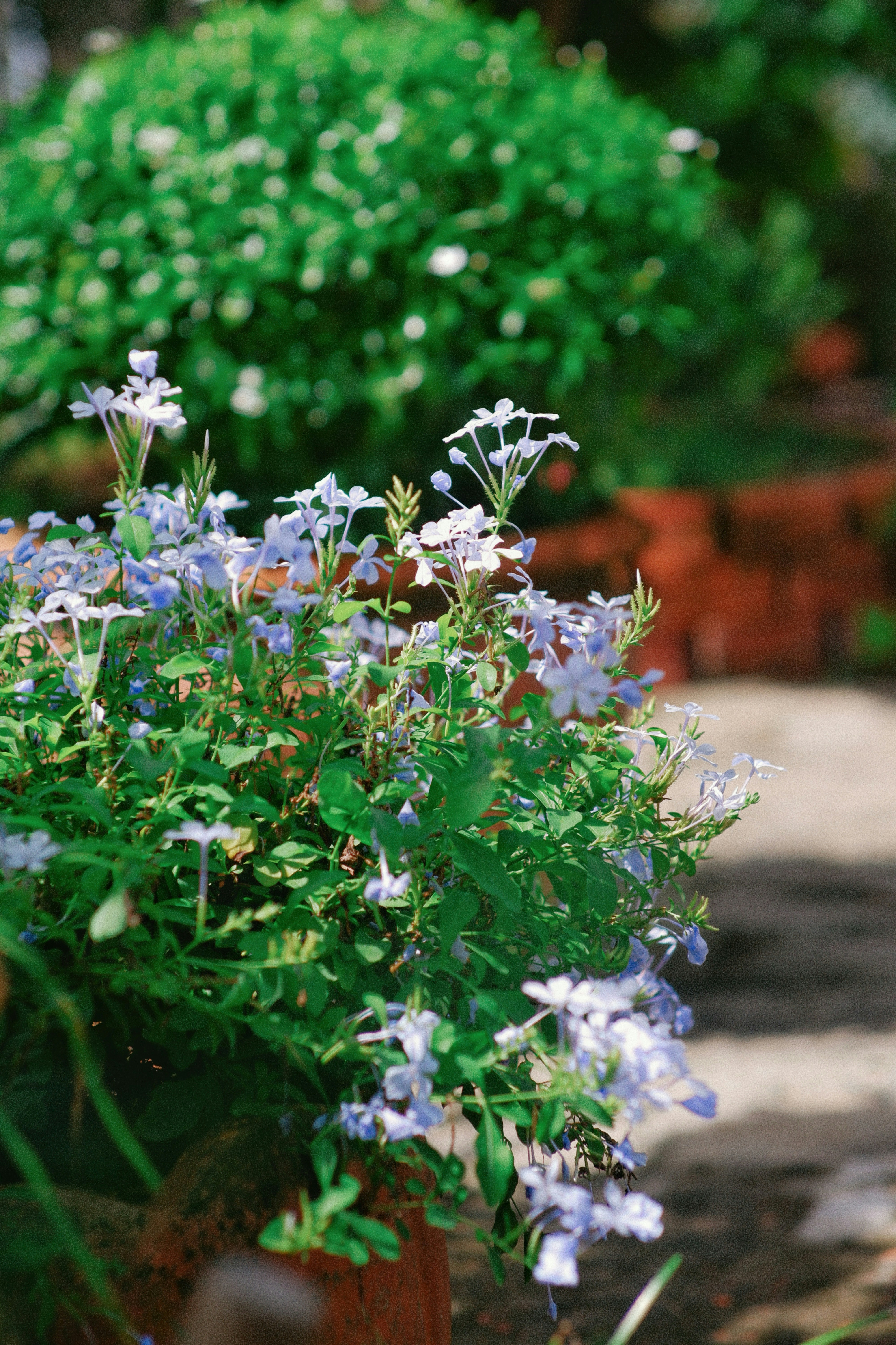 Lilac-Blue Blooms at the Edge of a Sunlit Garden Path