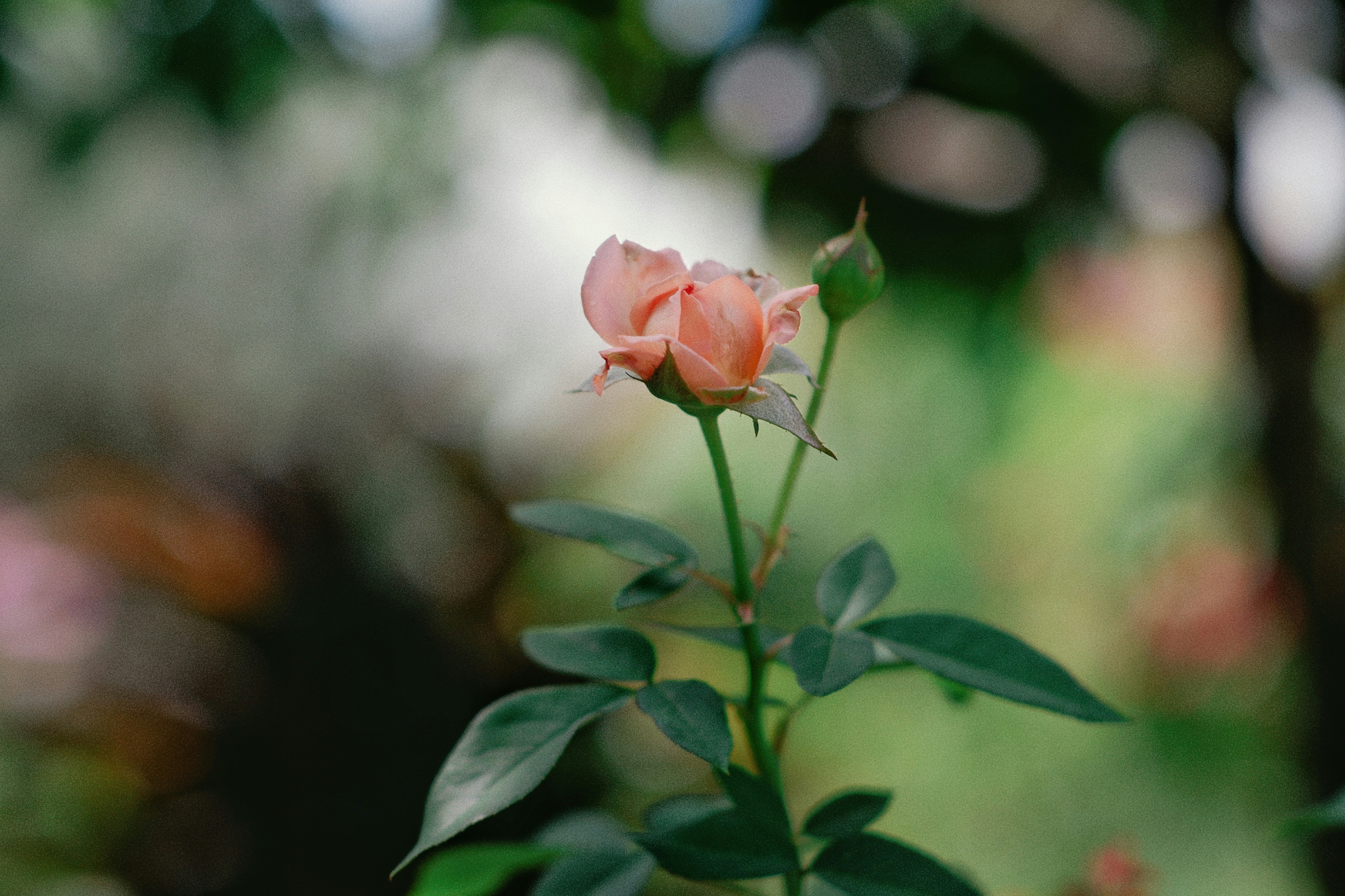 Soft Pink Rosekept in a Quiet Garden