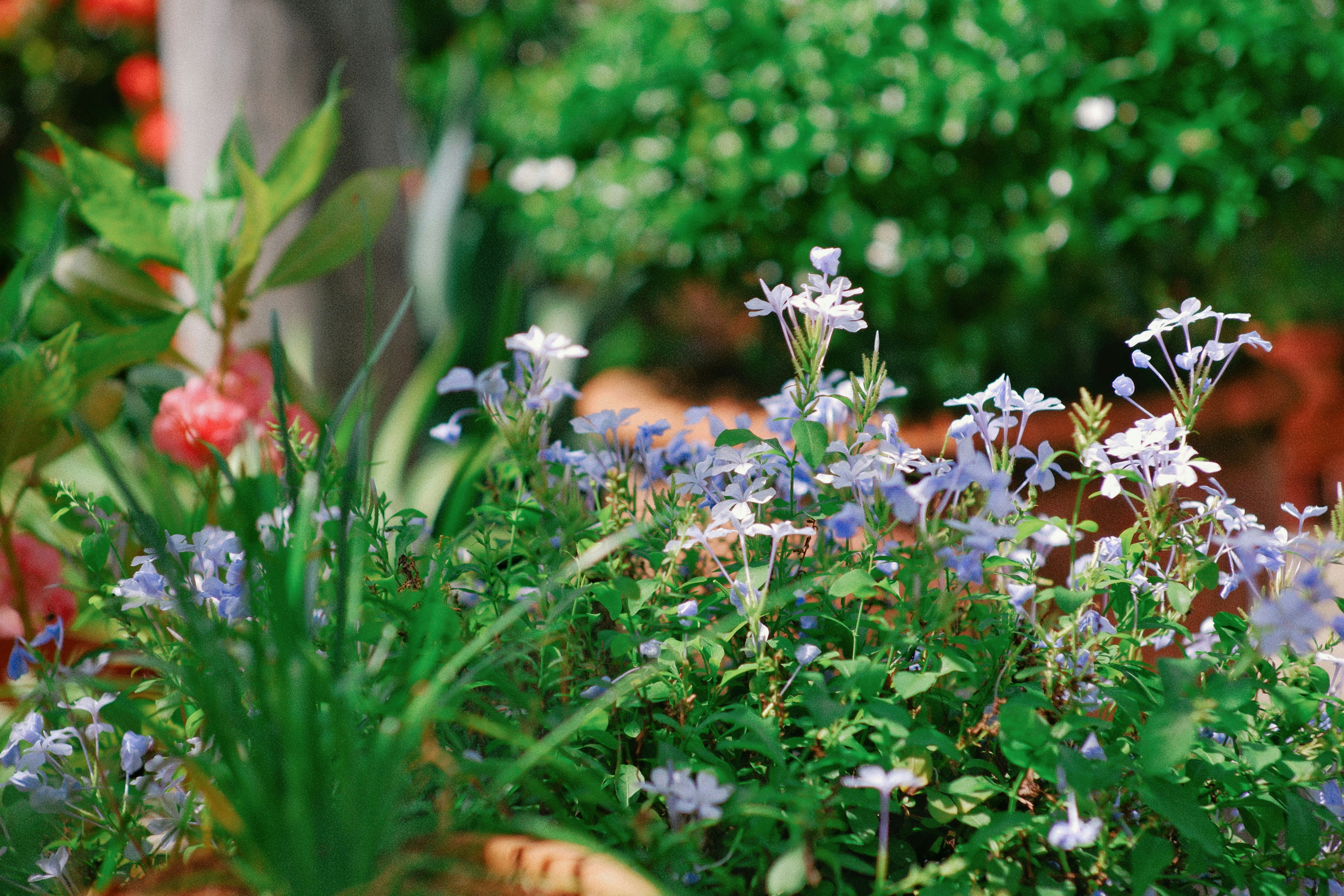 Blooming Frame: A Quiet Burst of Purple and Green
