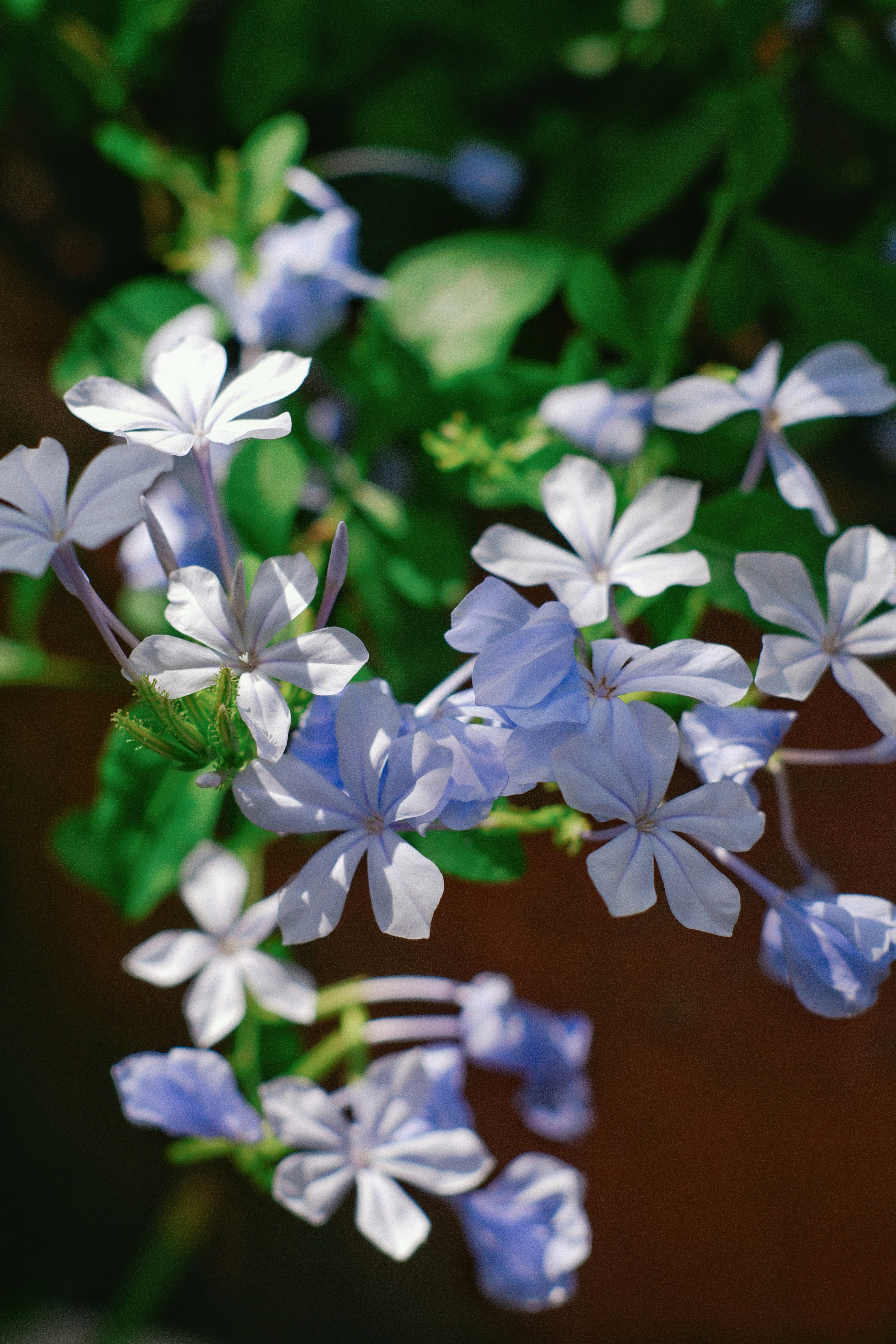 Lavender-blue Blooms in Sunlit Garden