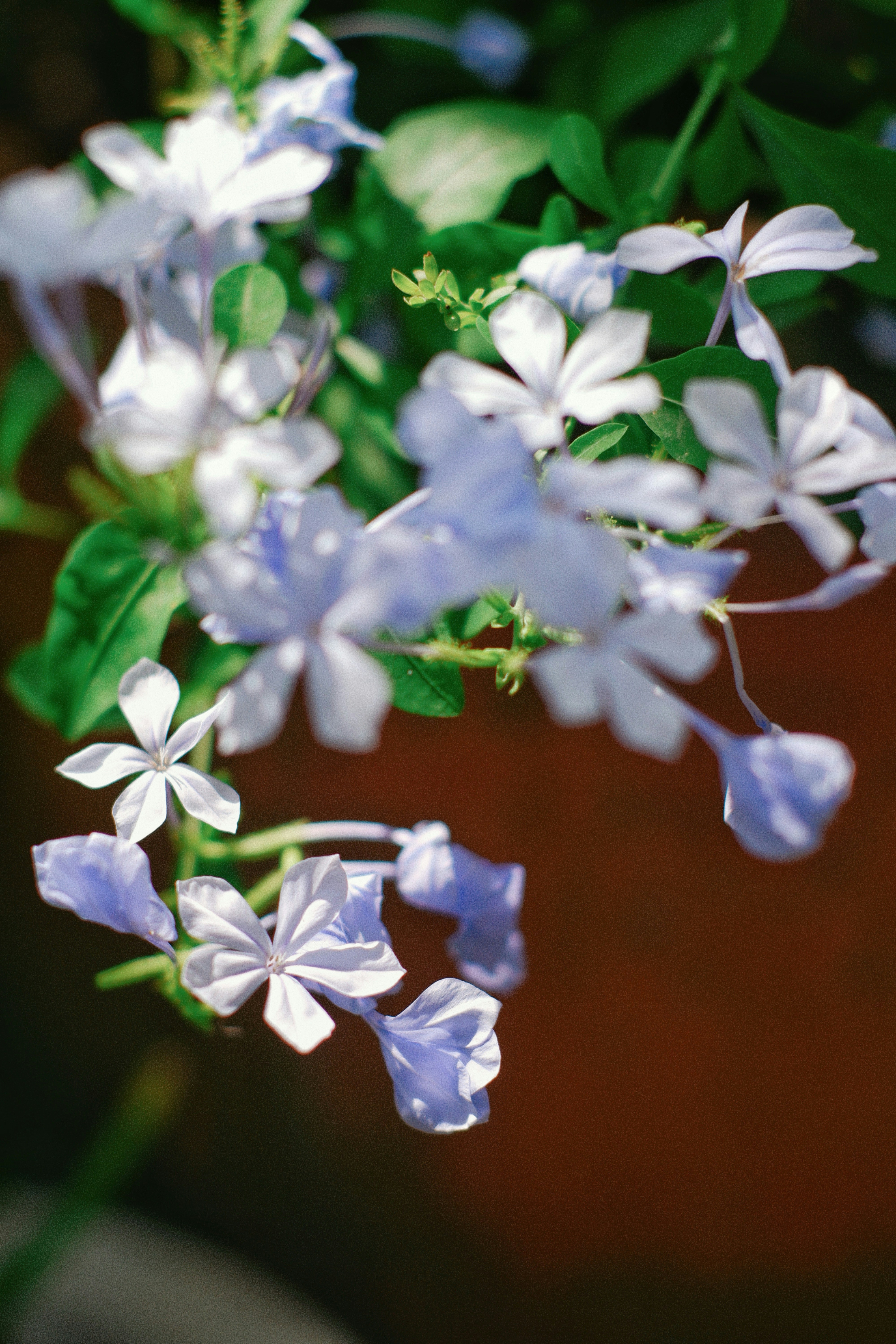 Soft blue blossoms spill over a sunlit terracotta backdrop