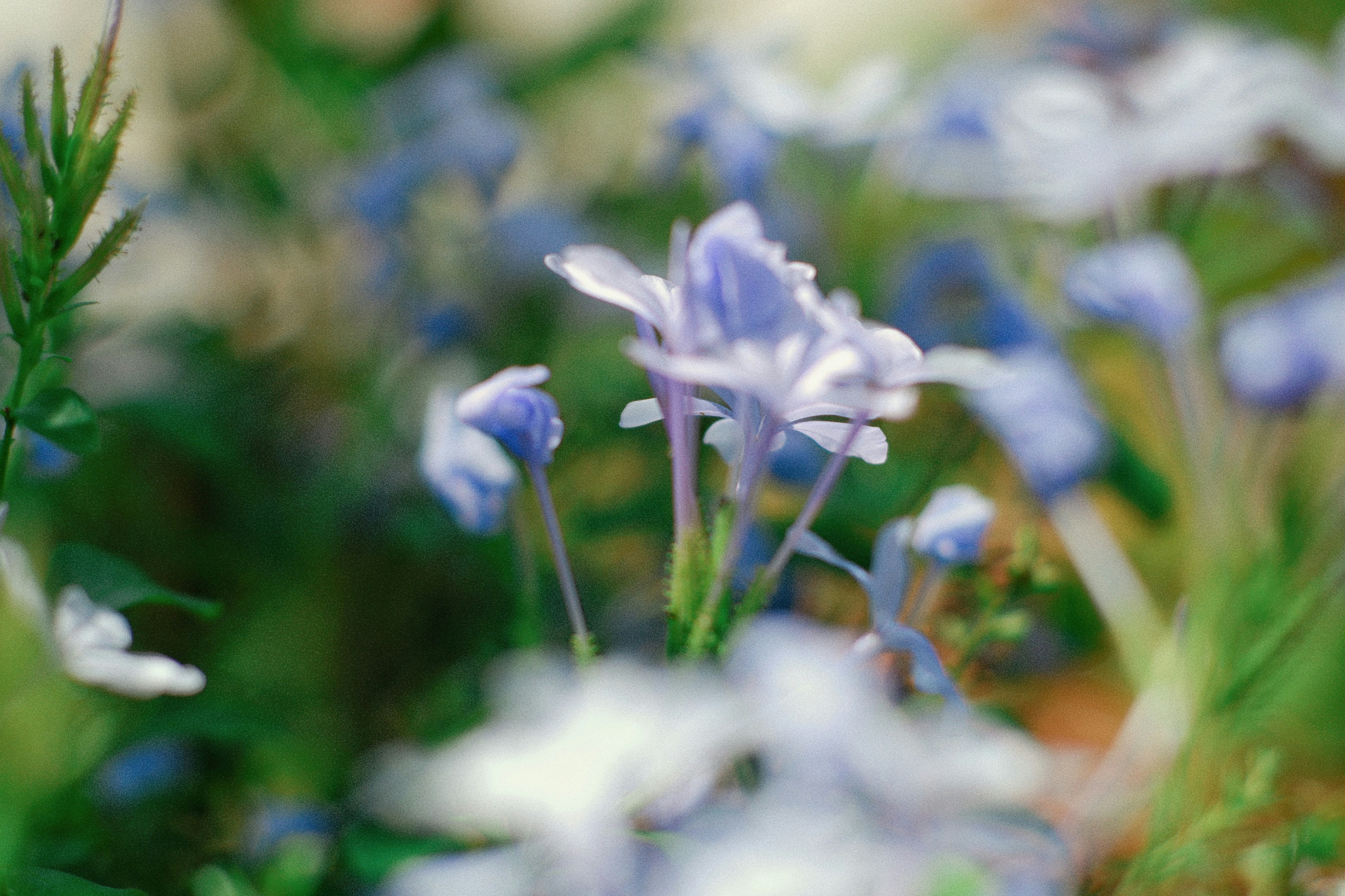 Soft-focus wildflower orbit with pale lilac bloom at center