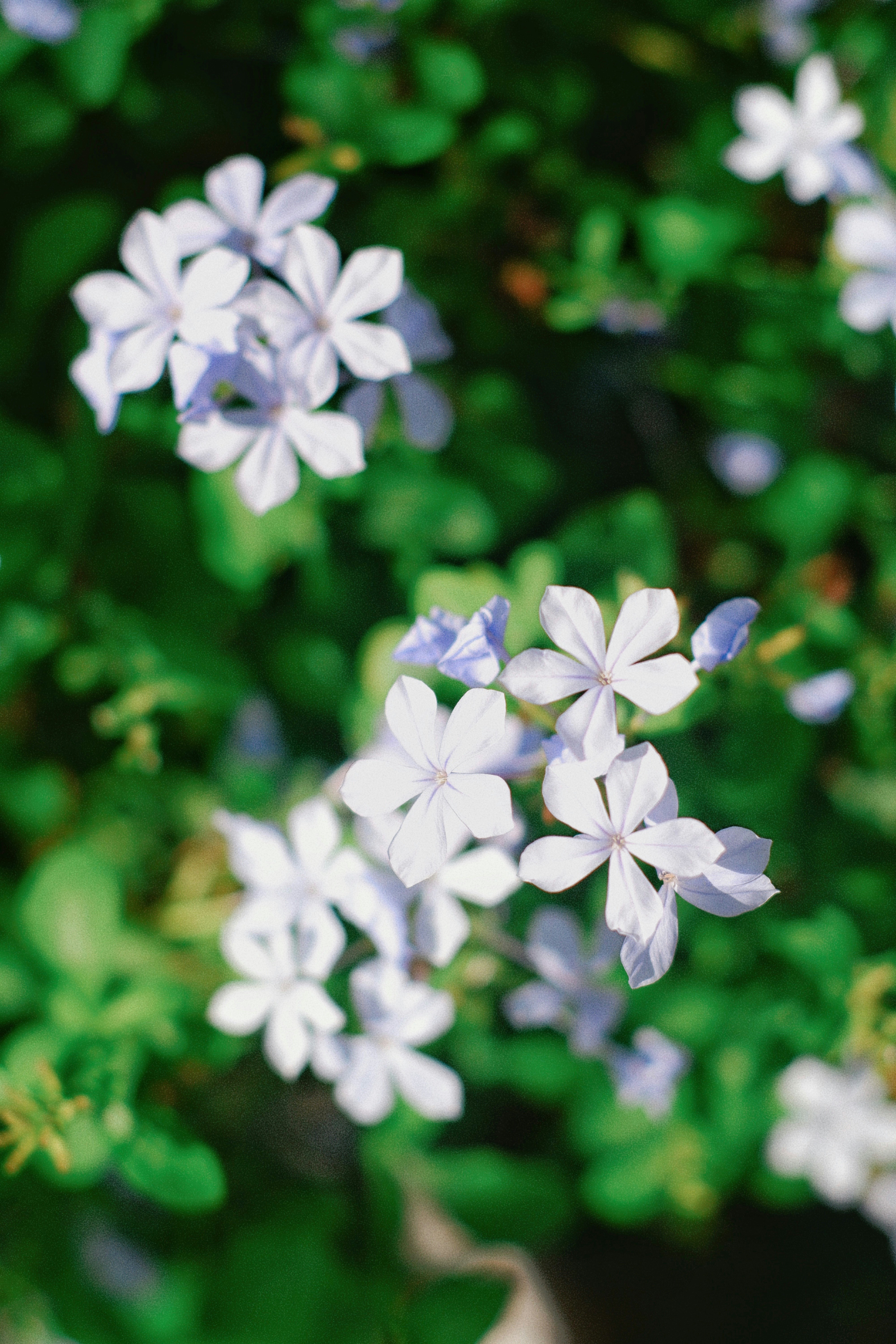 Soft Petal Chorus: Lavender Flowers in a Sunlit Garden