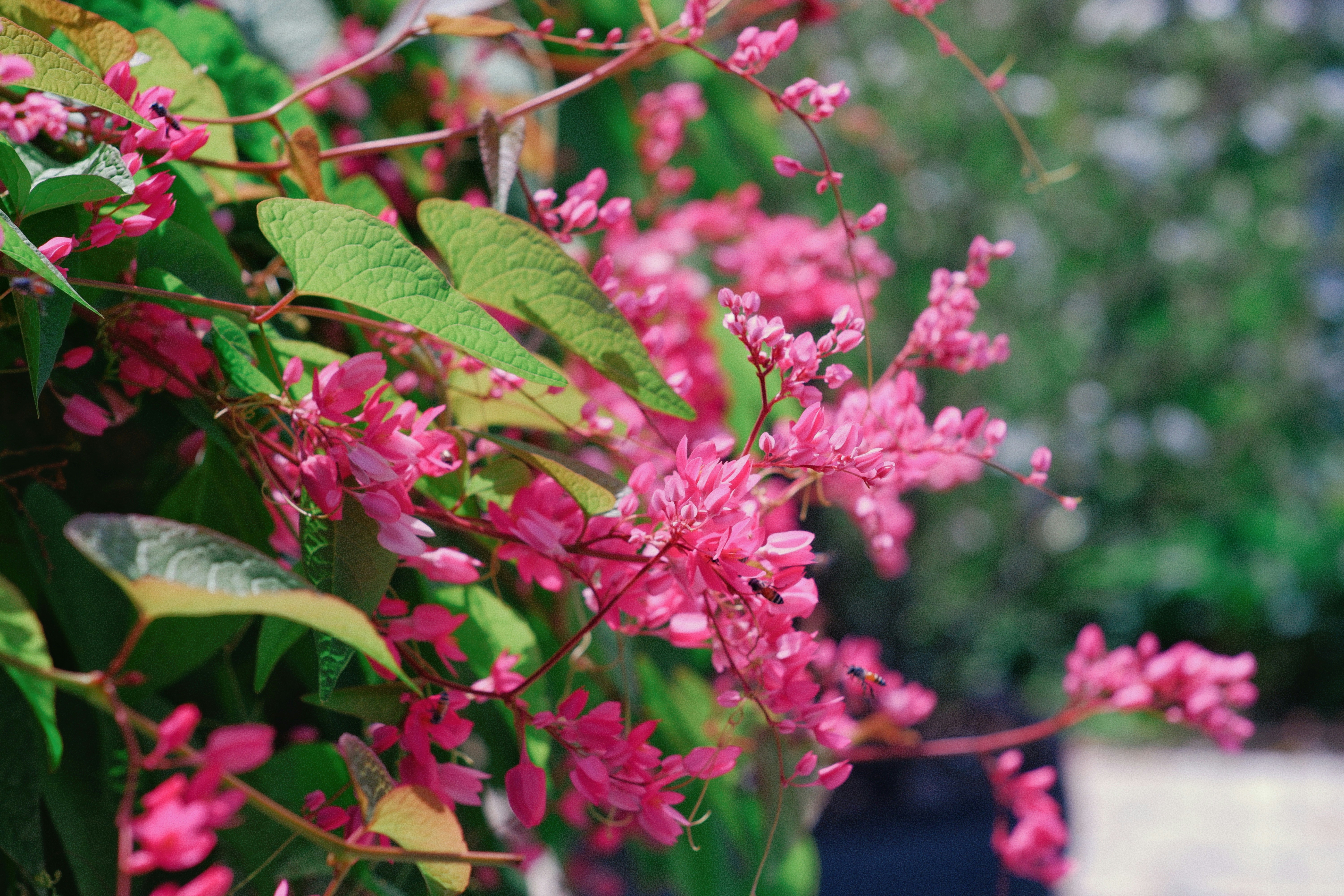 Pink bloom cascade amid emerald foliage