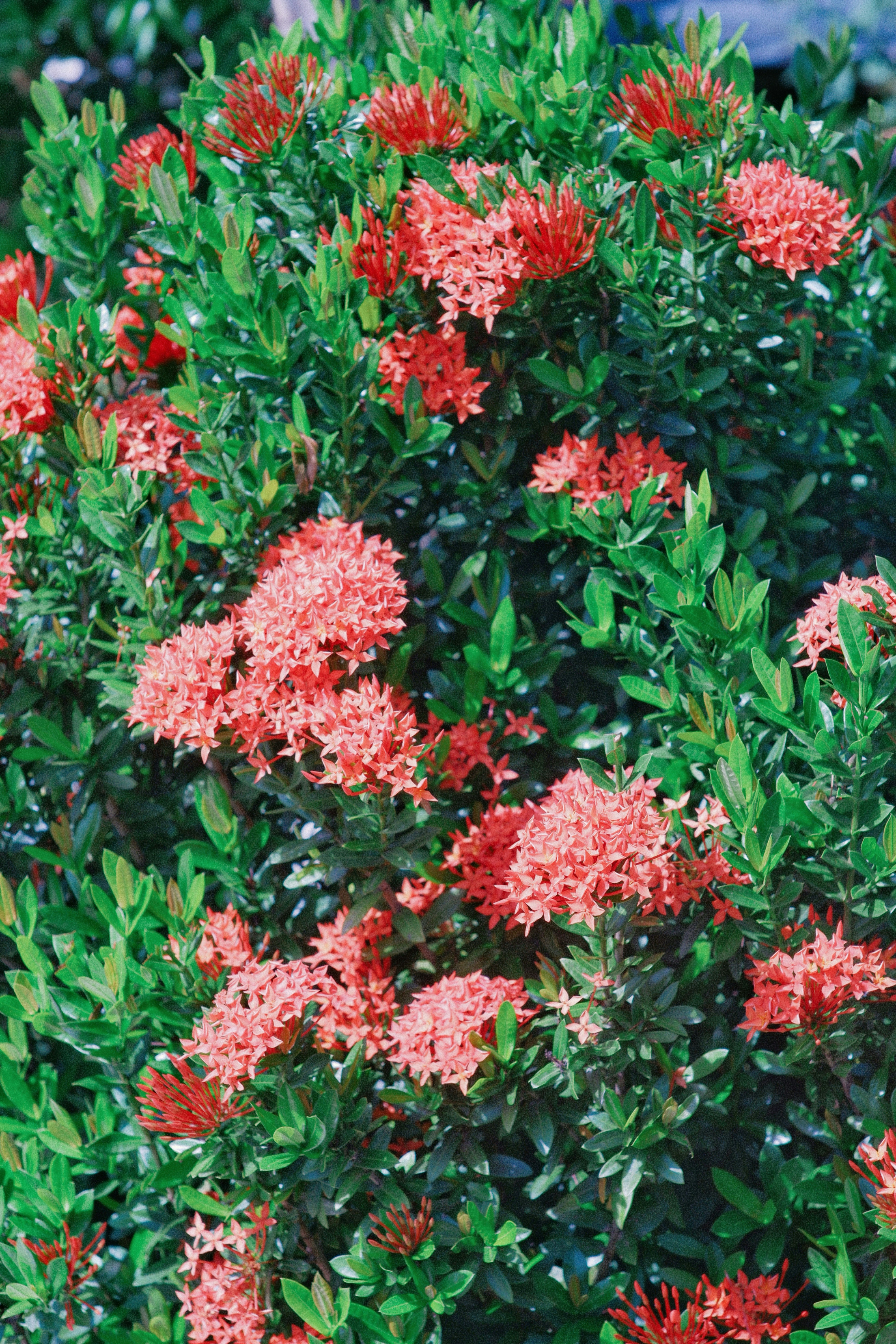Crimson Crown: Clusters of Coral Blooms Among Verdant Foliage