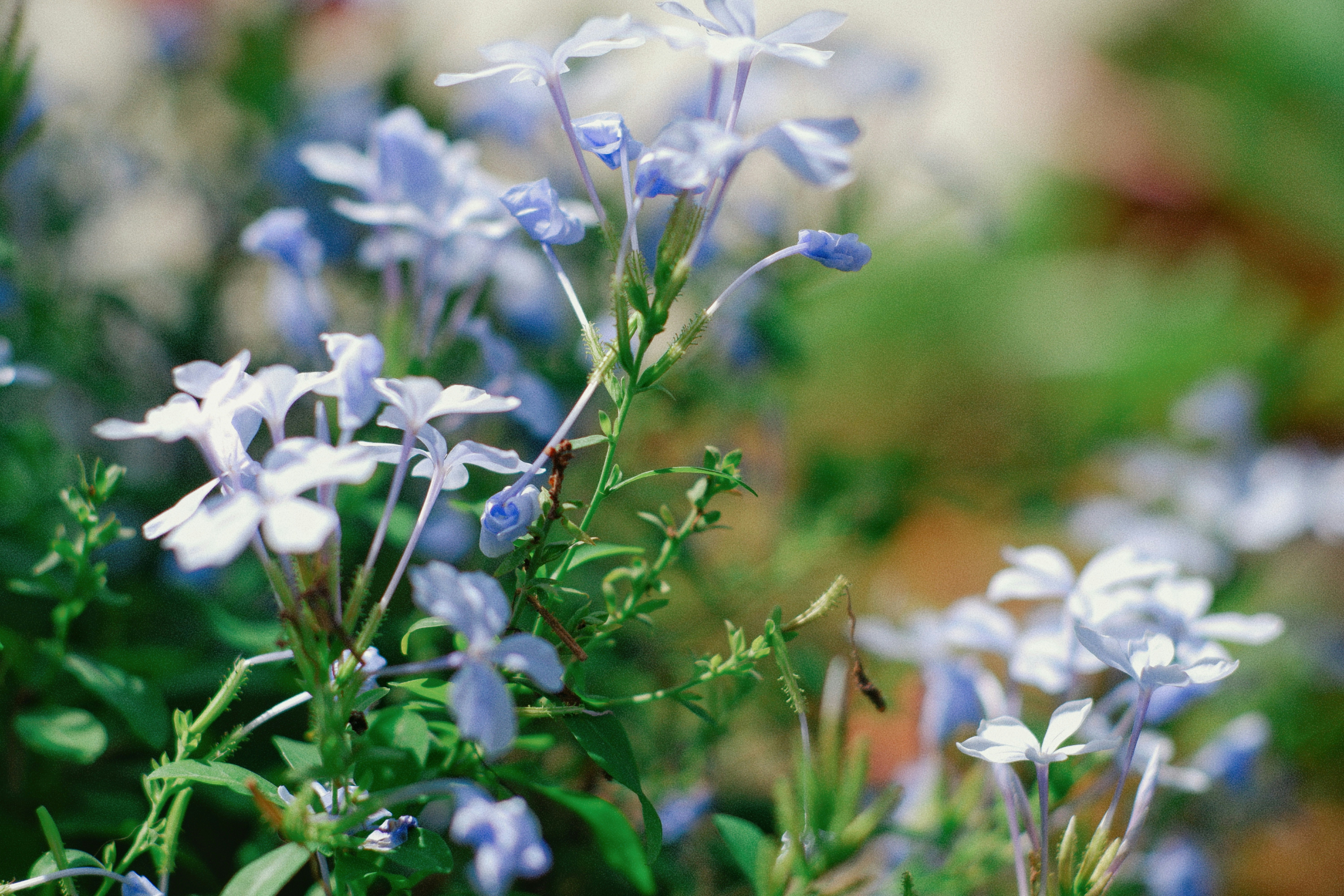 Soft blues in bloom: a sunlit meadow close-up