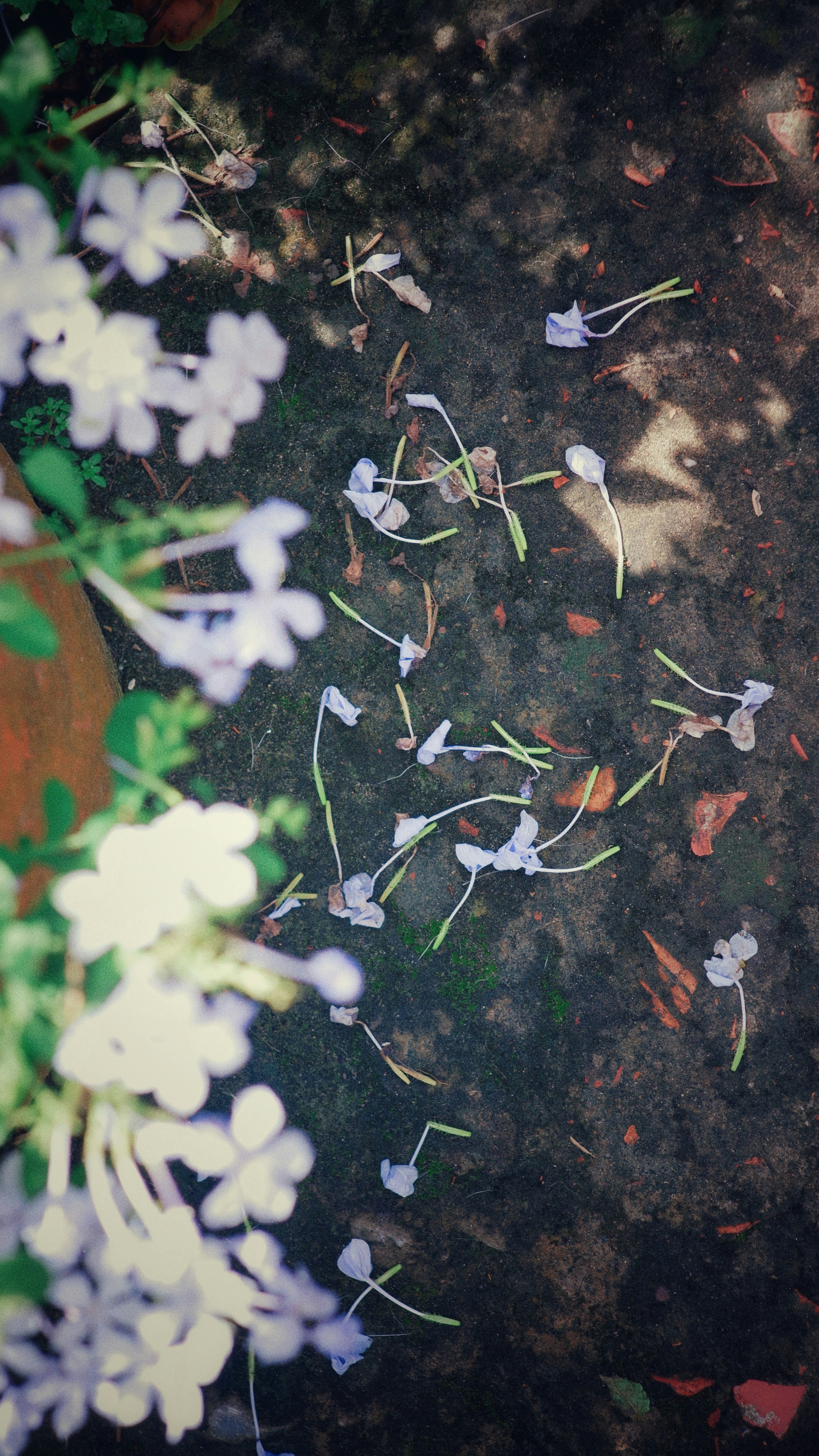 Fallen blossoms on a mossy path: a perspective of petals drifting across the ground