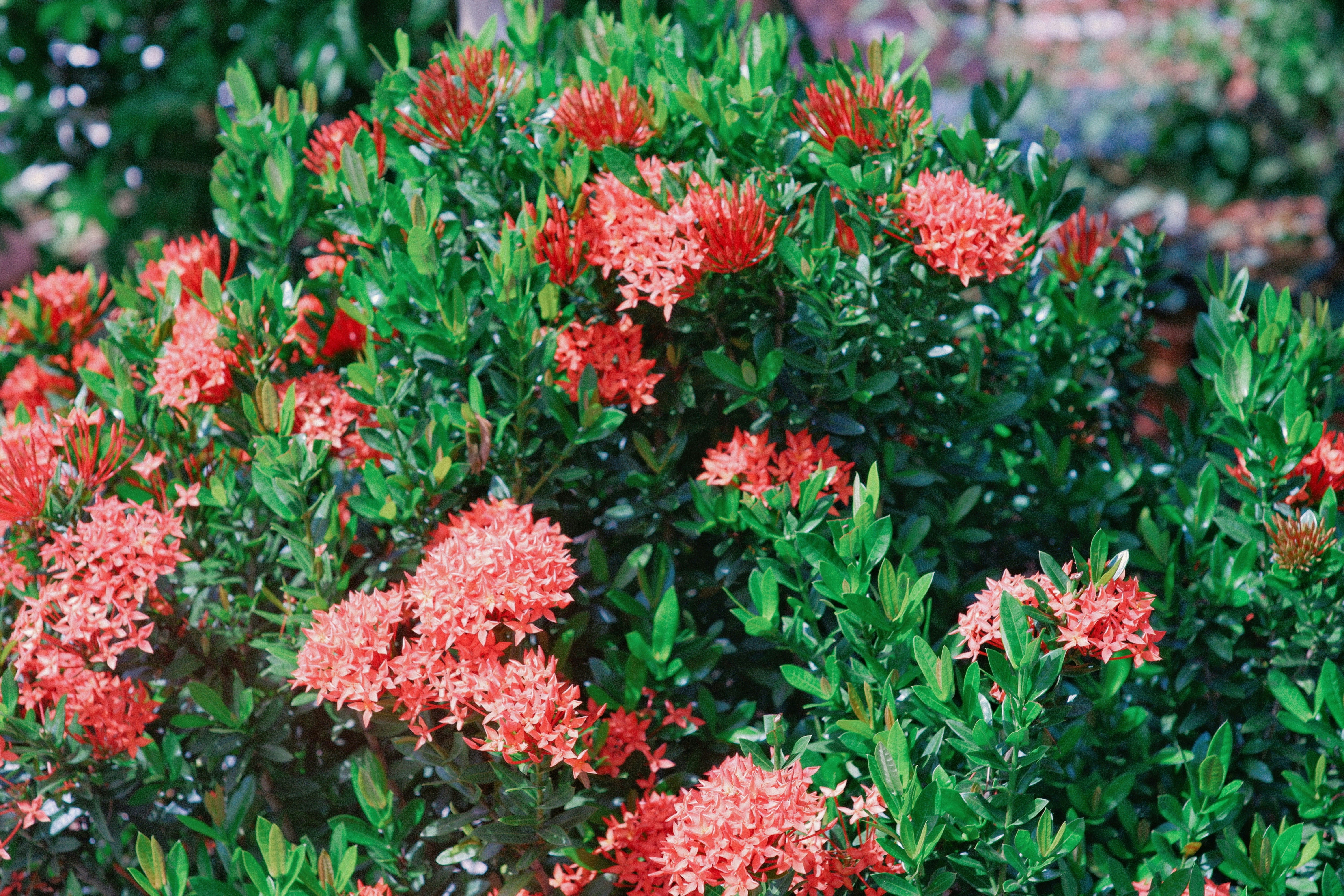 Crimson Blooms: A Burst of Coral Flowers Among Emerald Foliage